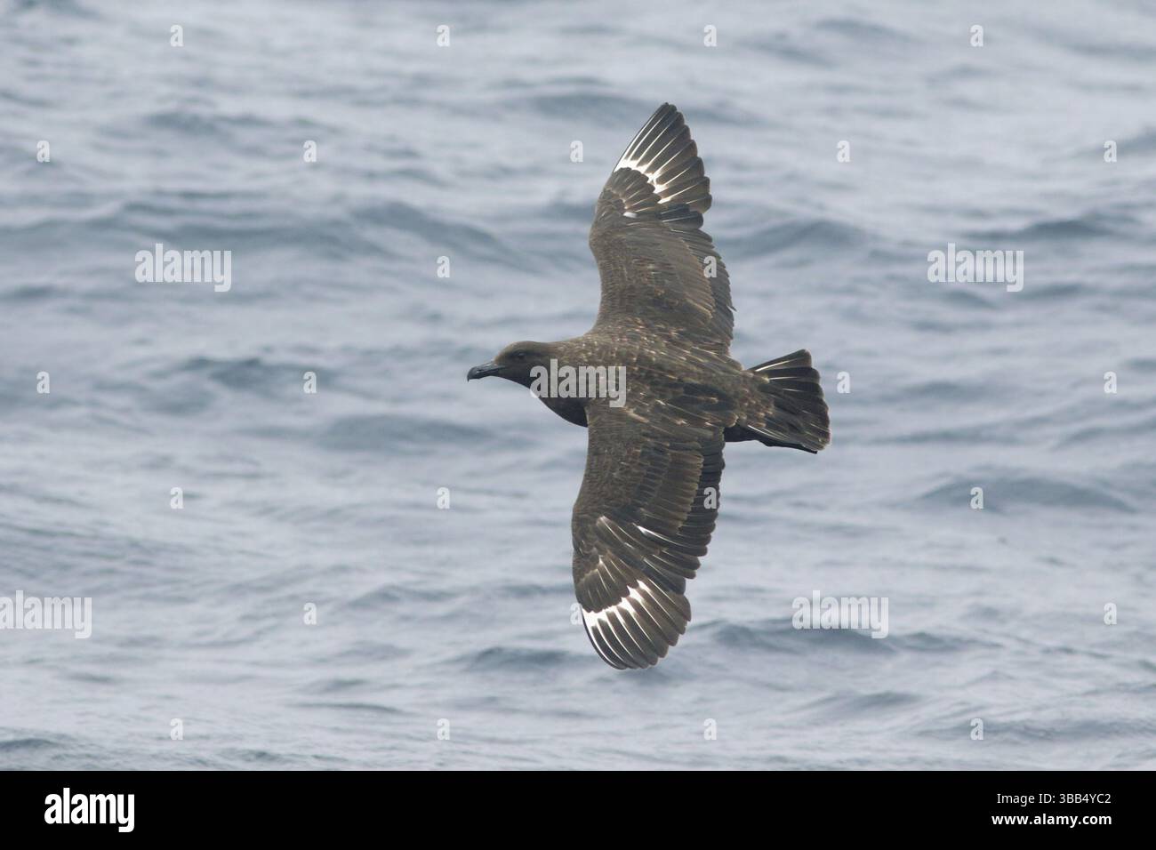 Brown Skua (Stercorarius antarcticus) flying, Victoria, Australia, Oceania Stock Photo - Alamy
