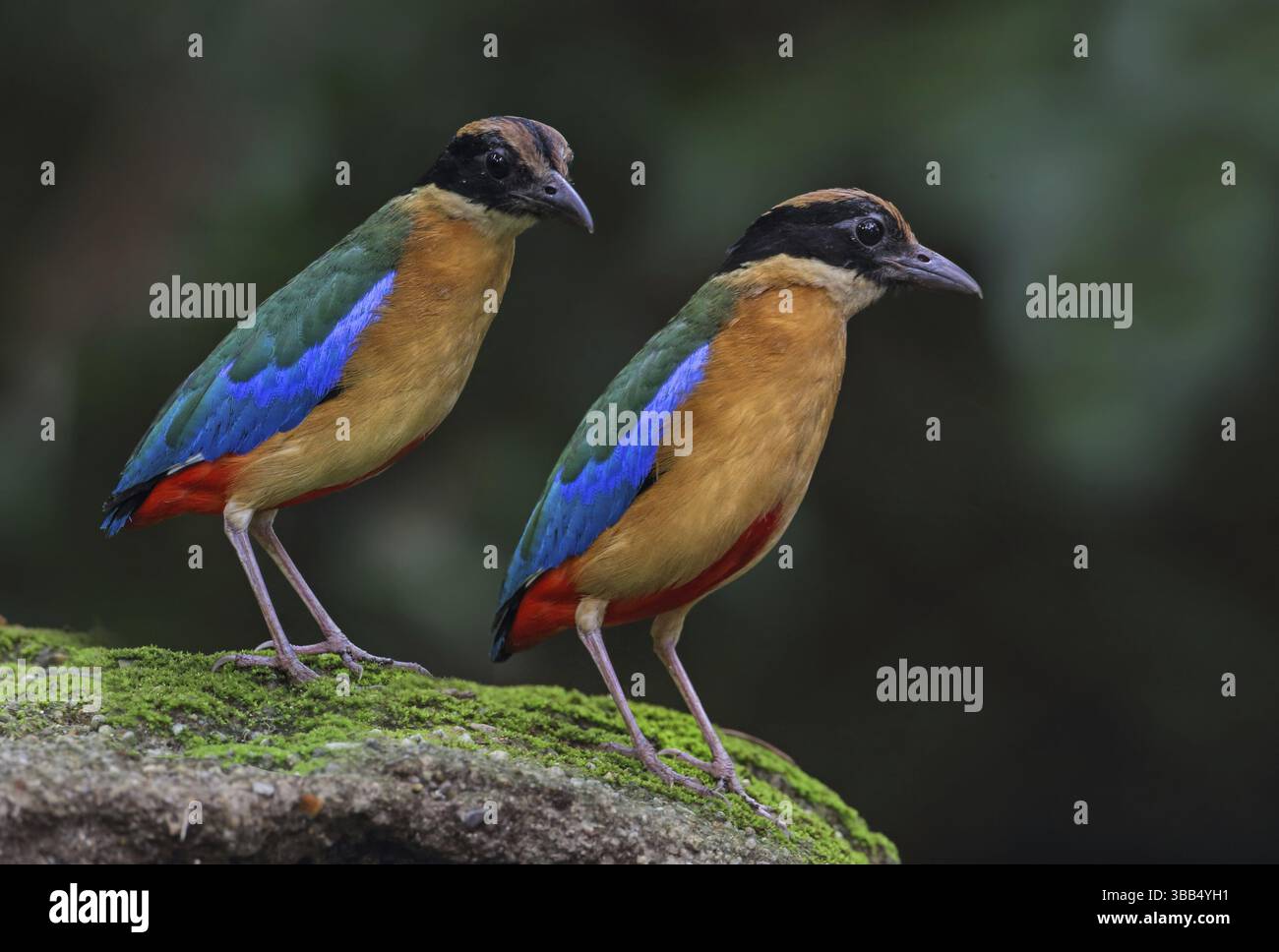 Blue-winged Pitta (Pitta moluccensis) pair, Malaysia, Asia Stock Photo ...