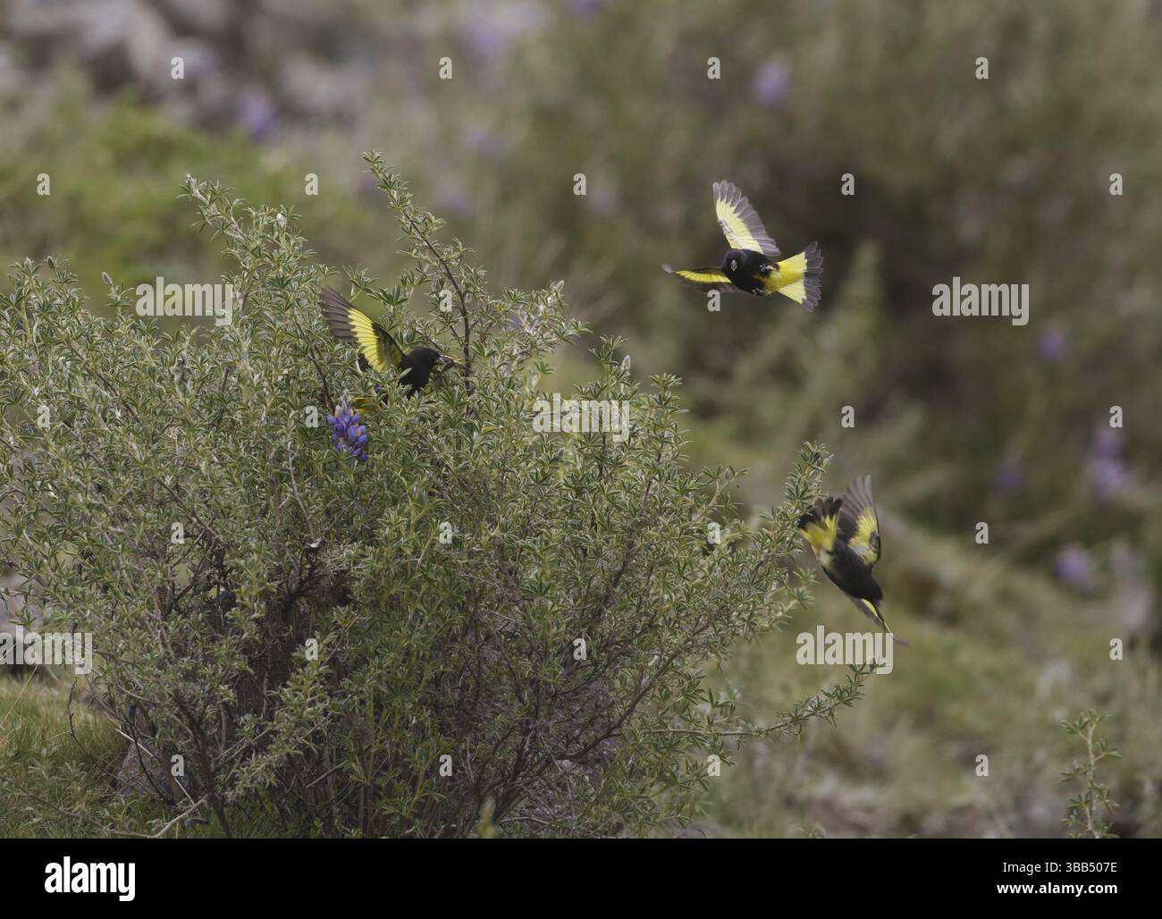 Peru lima environment fauna hi-res stock photography and images - Alamy