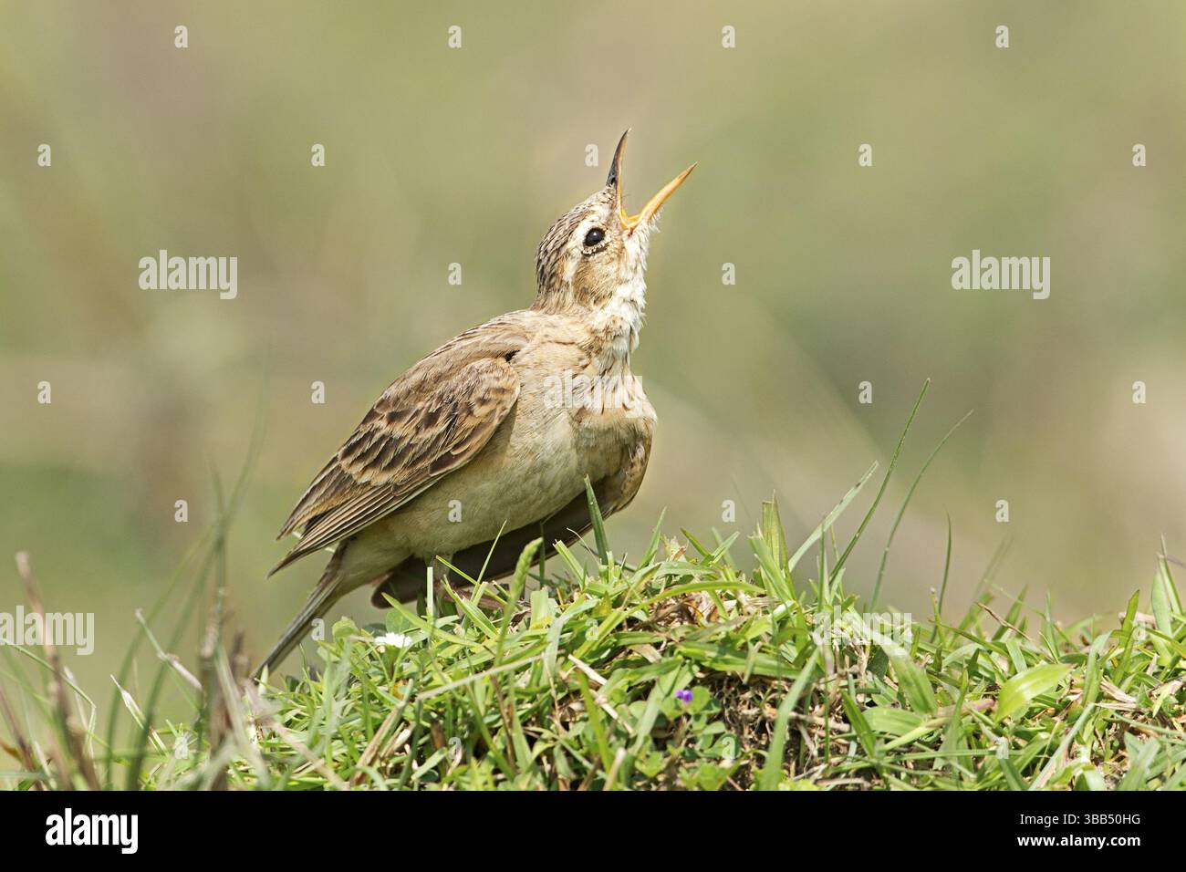 Paddyfield Pipit (Anthus rufulus) singing, Darjeeling, India, Asia ...