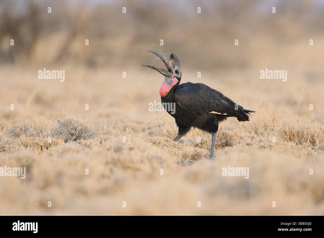Abyssinian Ground Hornbill (Bucorvus abyssinicus), Awash National Park ...