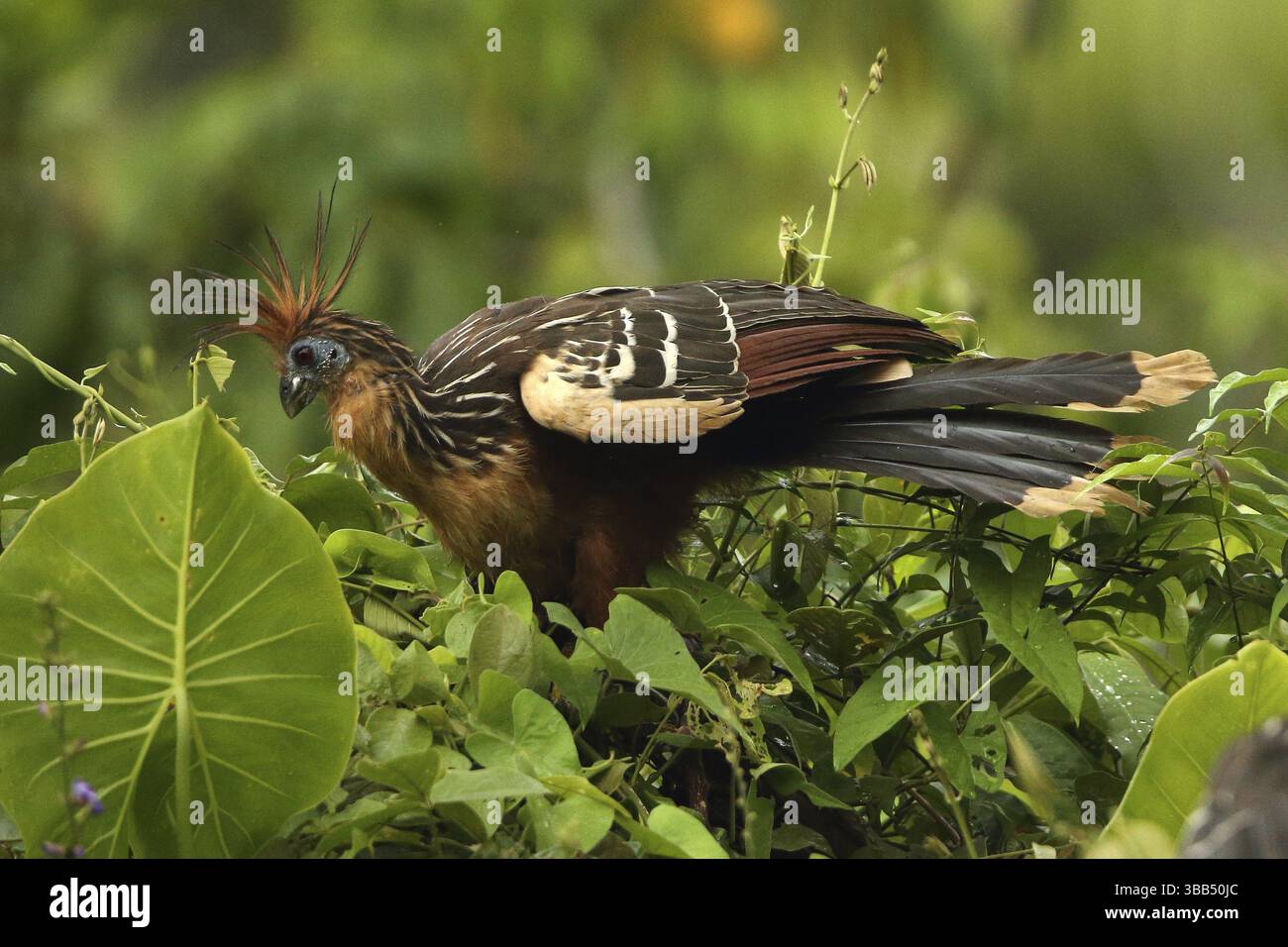 Hoatzin (Opisthocomus hoazin) perched in tree, Orinoco Delta, Venezuela ...