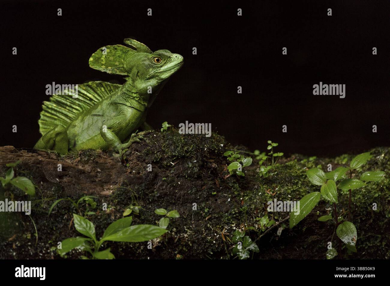 Emerald basilisk lizard, Costa Rica, Central America Stock Photo - Alamy