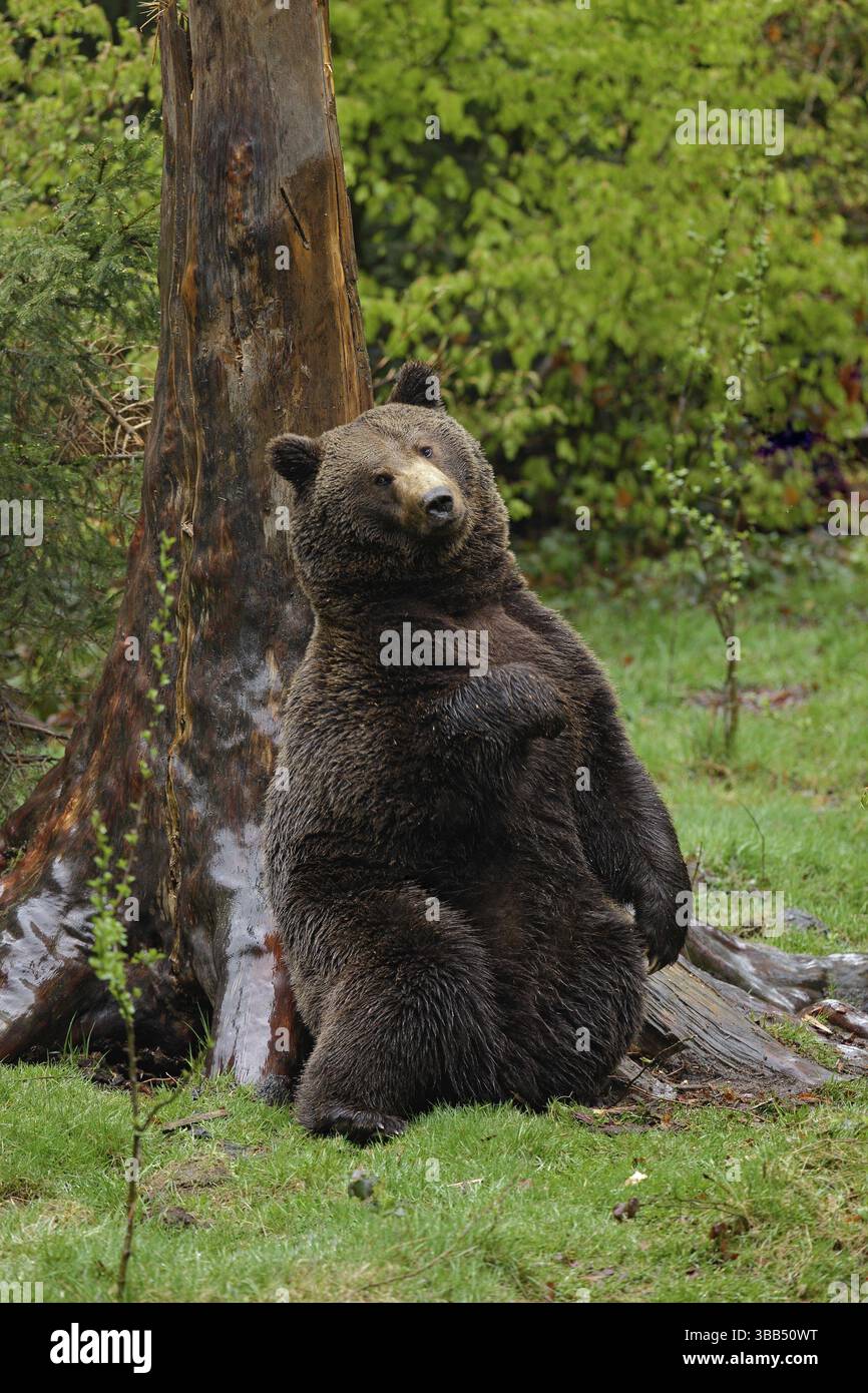 Brown bear, Ursus arctos, hideen scratch back on the the tree trunk in ...