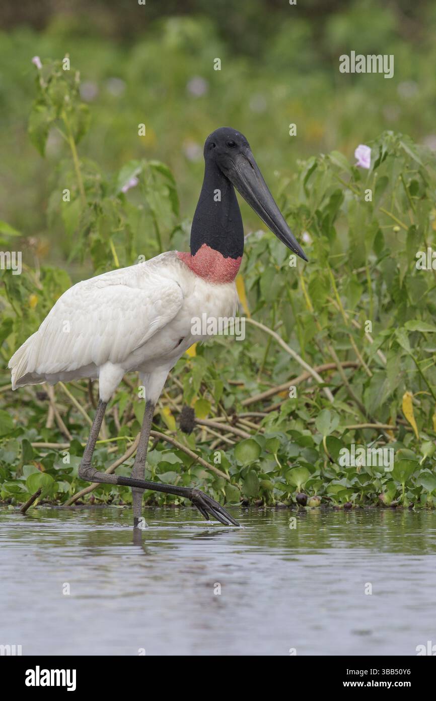 Jabiru (Jabiru mycteria) feeding in a wetland area in the Pantanal ...