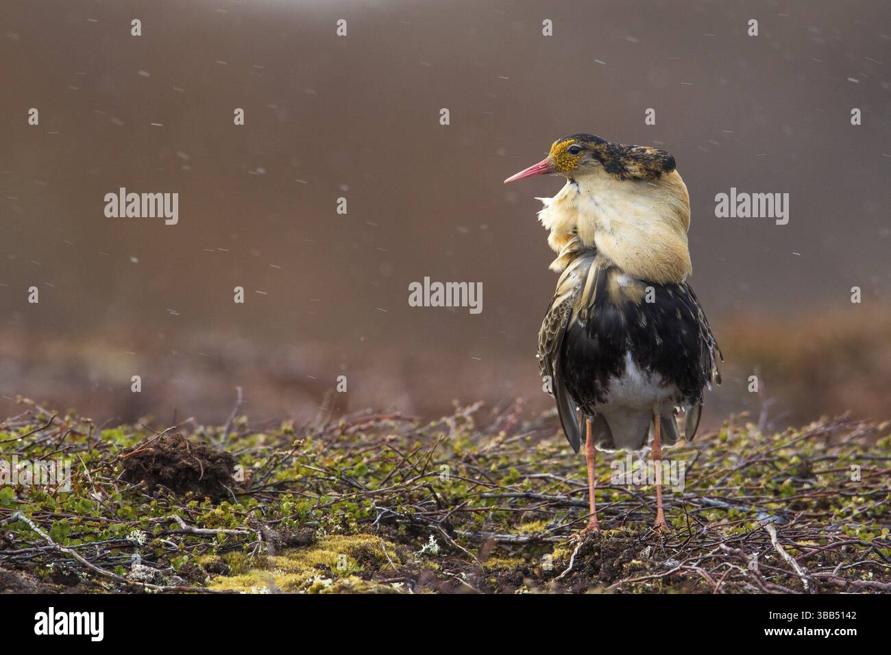 Ruff (Calidris pugnax) male displaying, Finnmark, Norway, Europe Stock ...
