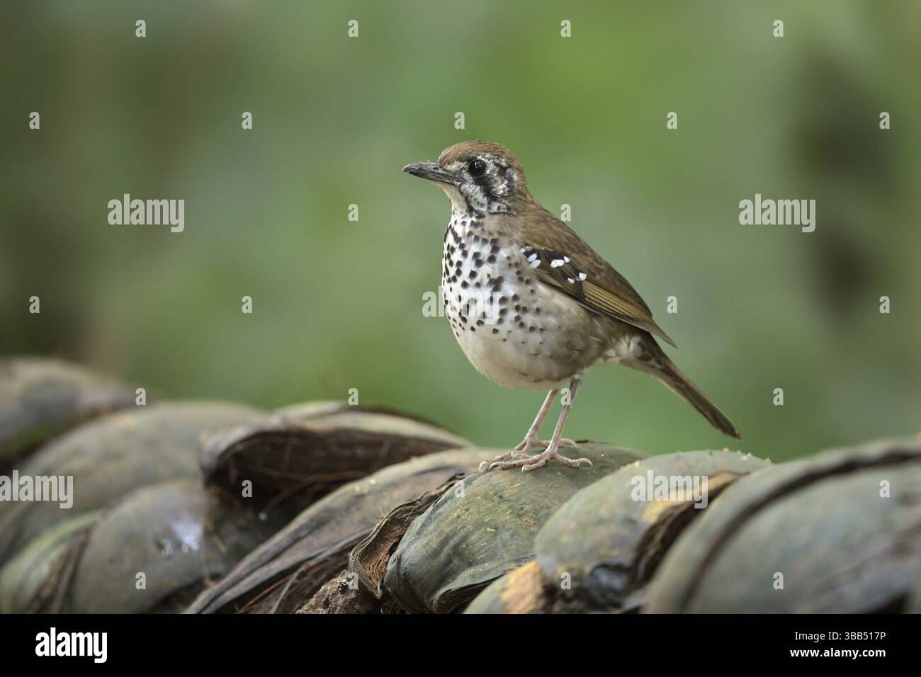 Spot-winged Thrush (Geokichla spiloptera), Sinharaja National Park, Sri ...