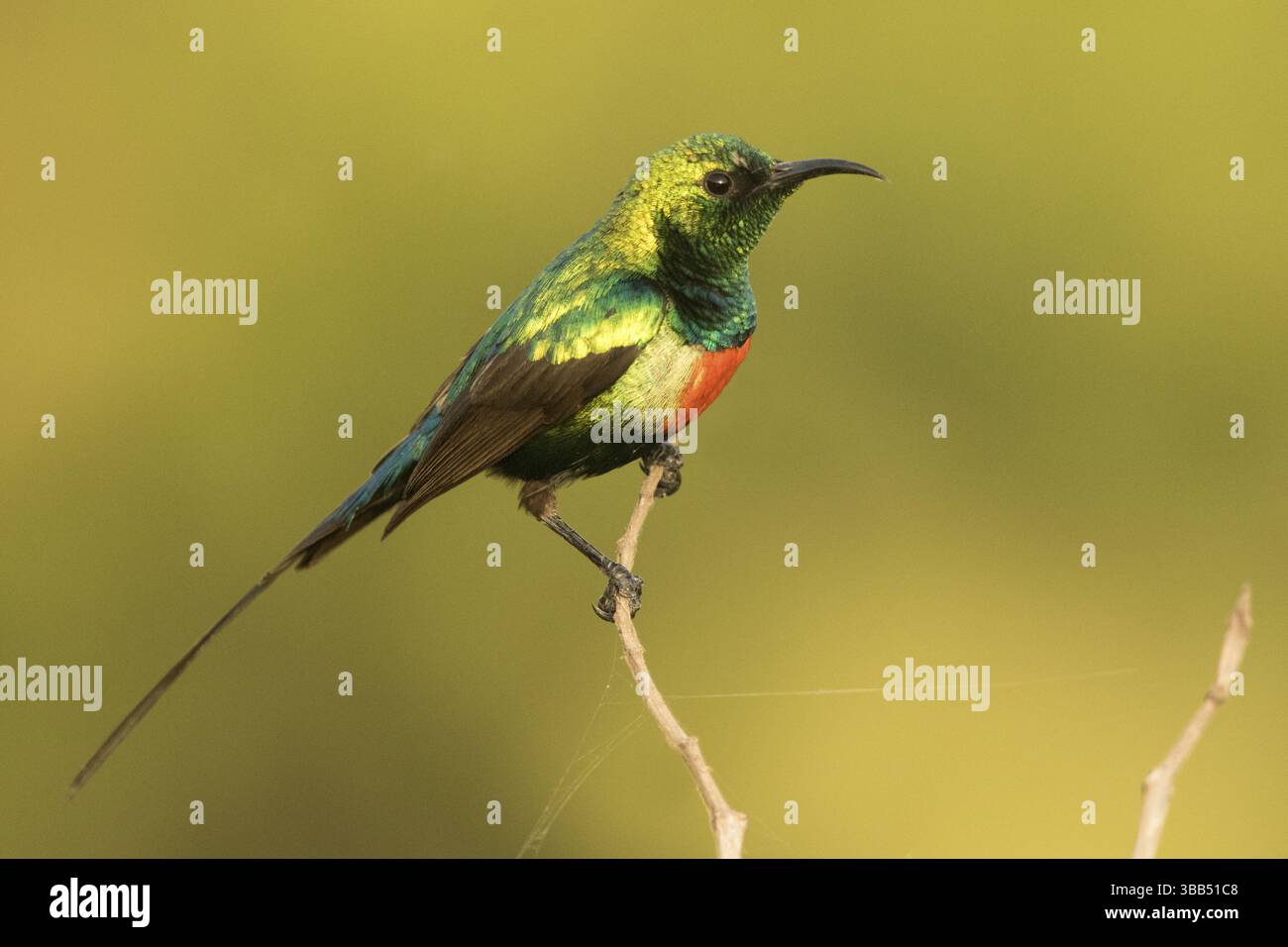 Beautiful Sunbird (Cinnyris pulchellus) male, Gambia, Africa Stock ...