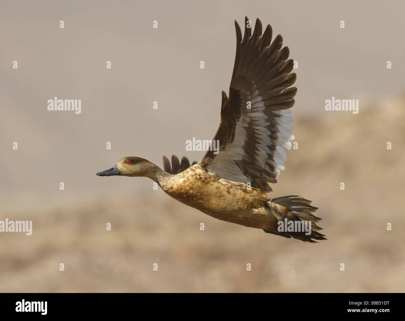 Duck wildlife in santiago chile hi-res stock photography and images - Alamy