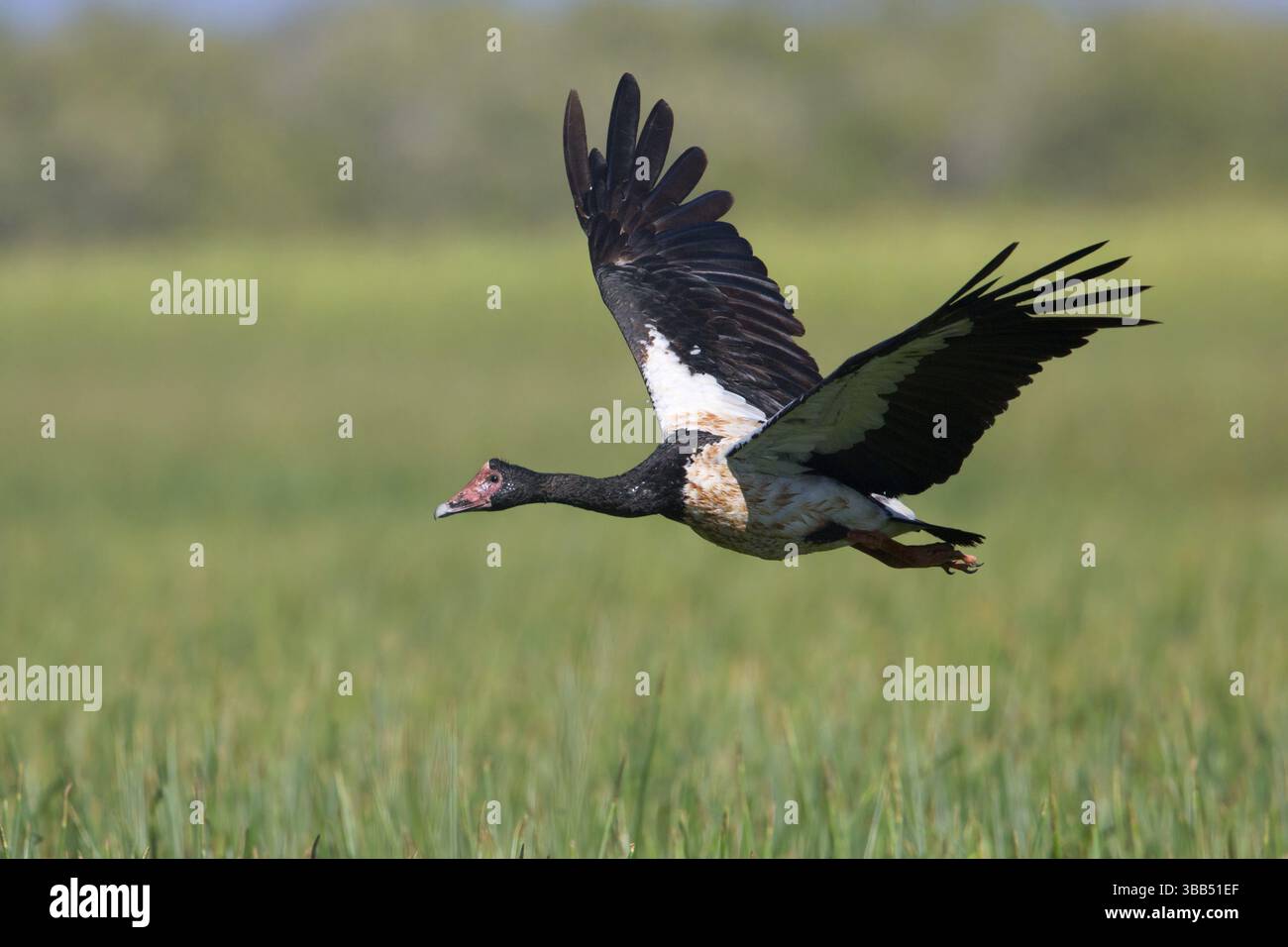 Magpie Goose (Anseranas semipalmata) flying, Queensland, Australia ...