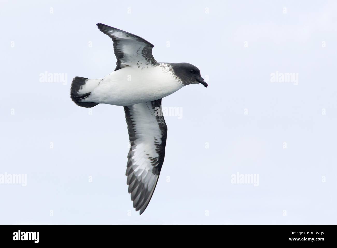 Cape Petrel (Daption capense) flying, Victoria, Australia, Oceania ...