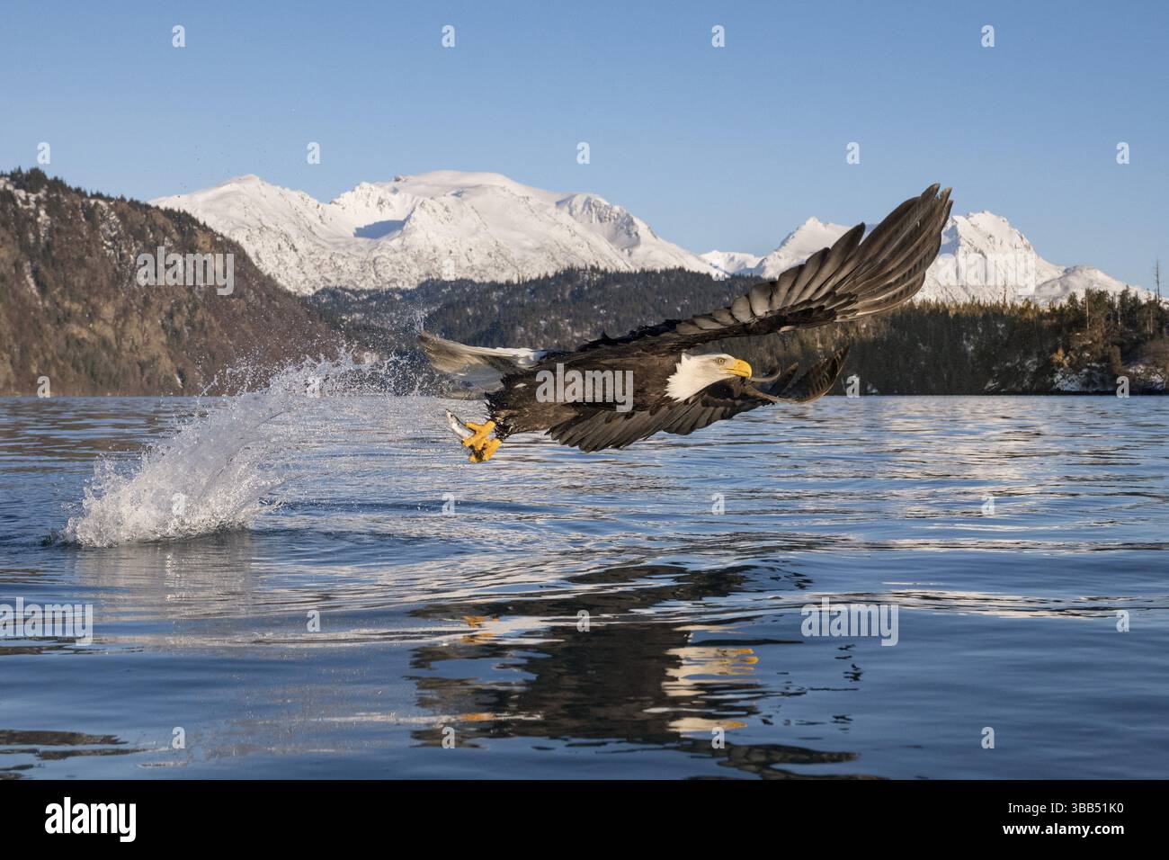 Bald Eagle (Haliaeetus leucocephalus) with fish in claws, Alaska, USA ...