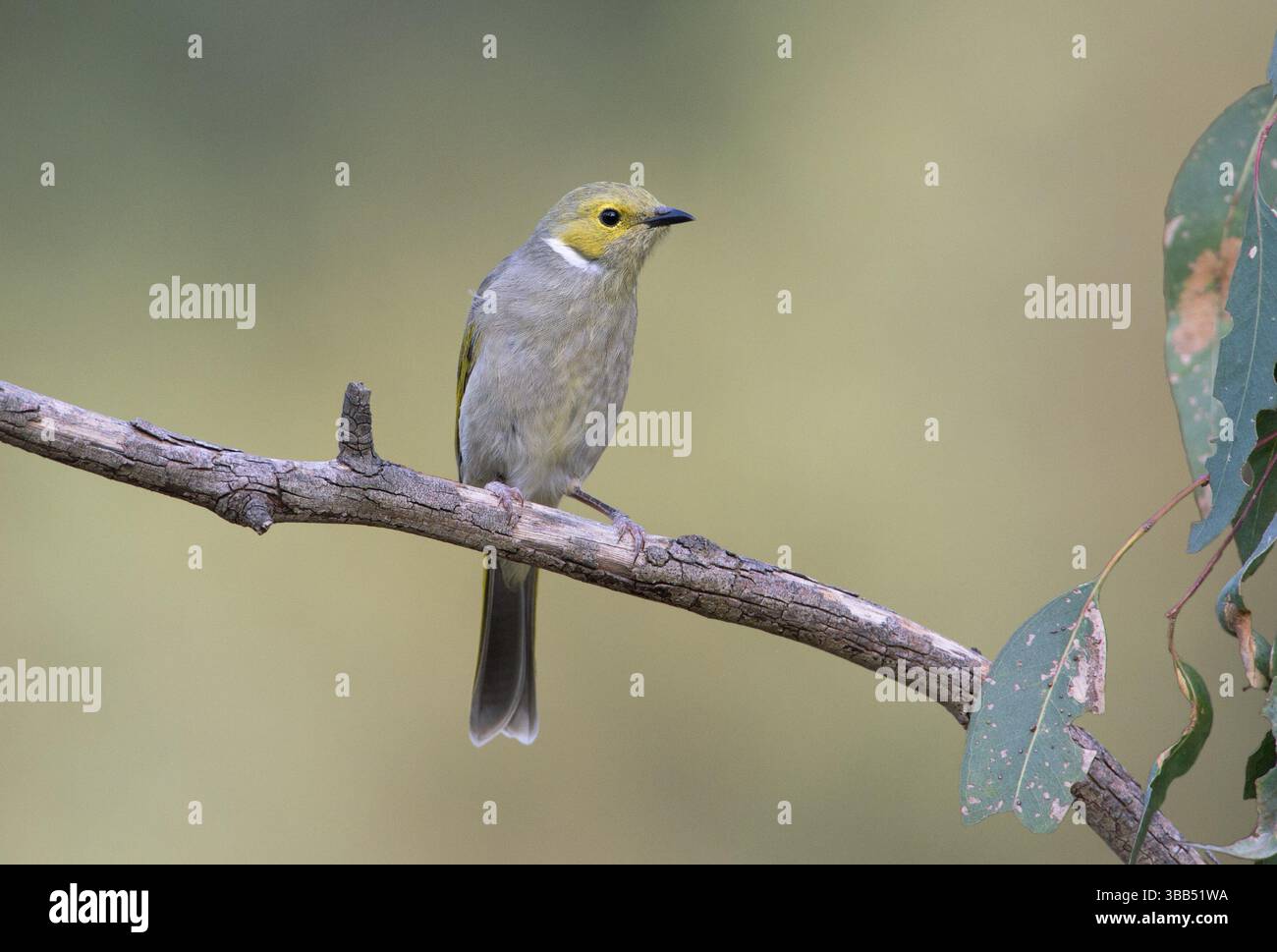 White-plumed Honeyeater (Ptilotula penicillata), Victoria, Australia ...