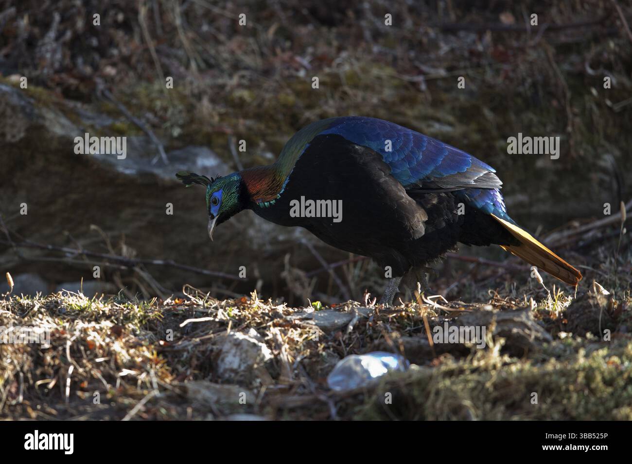 Himalayan Monal (Lophophorus impejanus) male, Bumthang, Bhutan, Asia ...