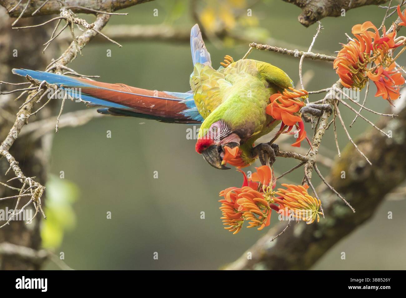 Military Macaw (Ara militaris) feeding on flowers of a Tabebuia tree ...