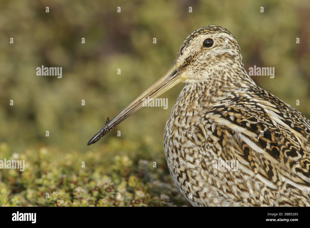 Magellanic Snipe (Gallinago magellanica magellanica) on the ground in the Falkland Islands Stock ...