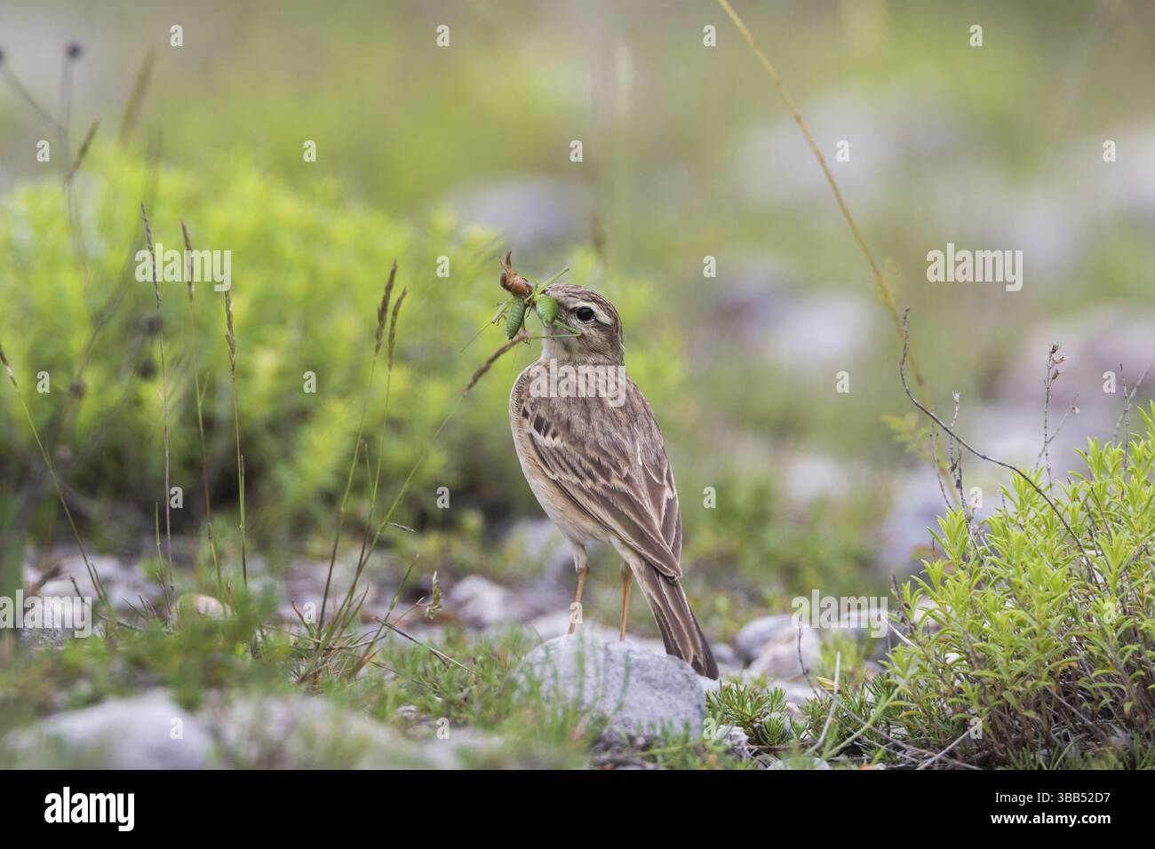 Tawny Pipit (Anthus campestris) carrying insect prey to feed young ...