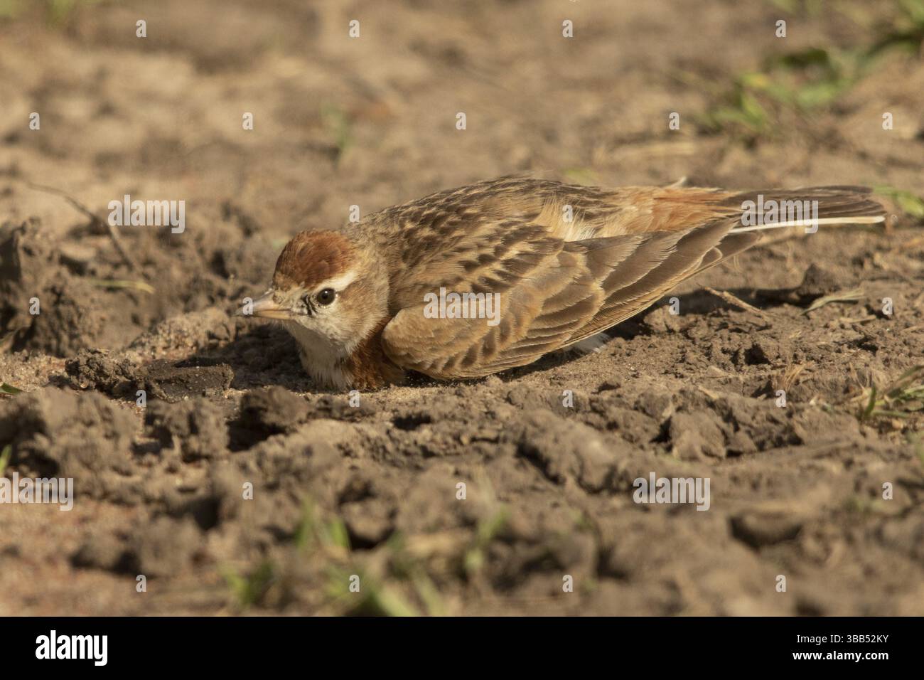 Red-capped Lark (Calandrella cinerea), Masai Mara, Kenya, Africa Stock ...