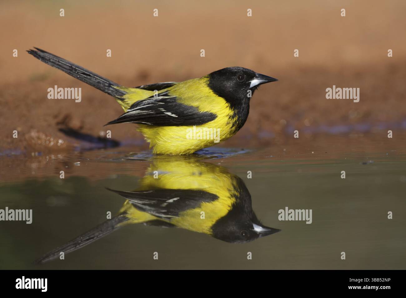 Audubon's Oriole (Icterus graduacauda) male bathing, Texas, USA, North ...
