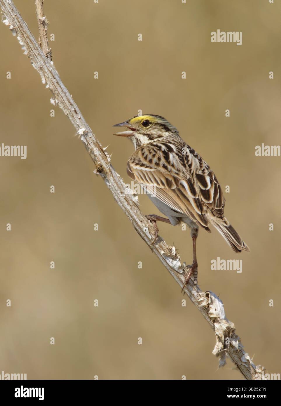 Savannah Sparrow (Passerculus sandwichensis), Saskatchewan, Canada ...