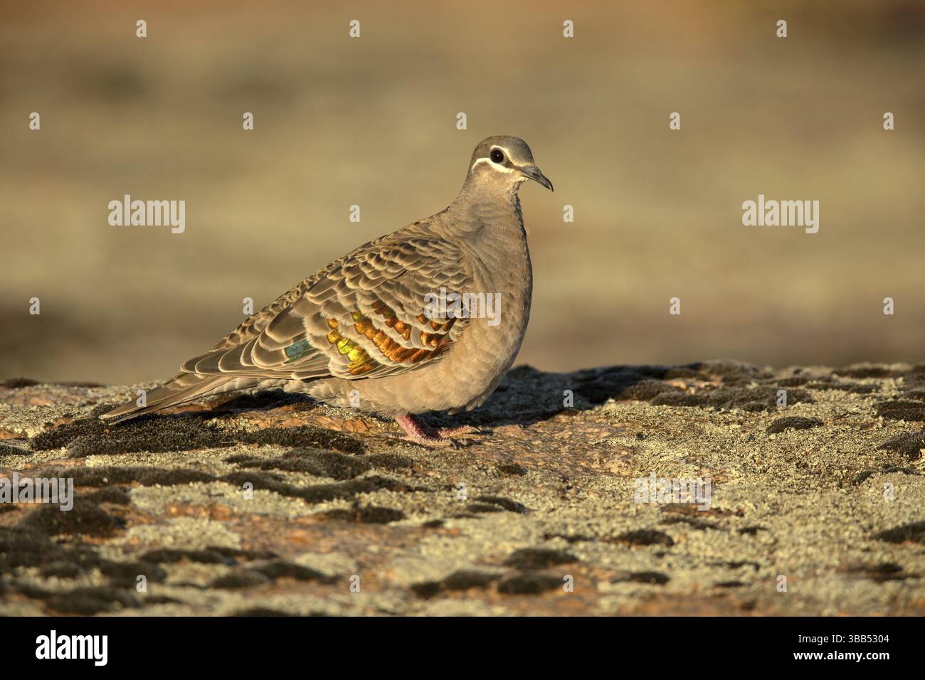 Common Bronzewing (Phaps chalcoptera) female perched on the ground ...