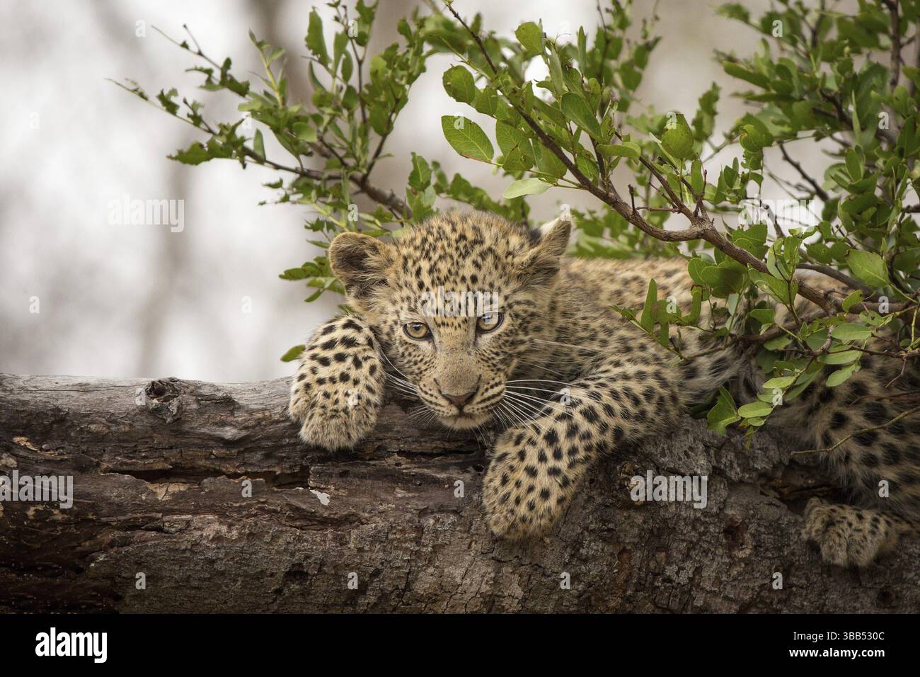 Leopard (Panthera pardus) cub lying on a tree trunk, Sabi Sands, South ...