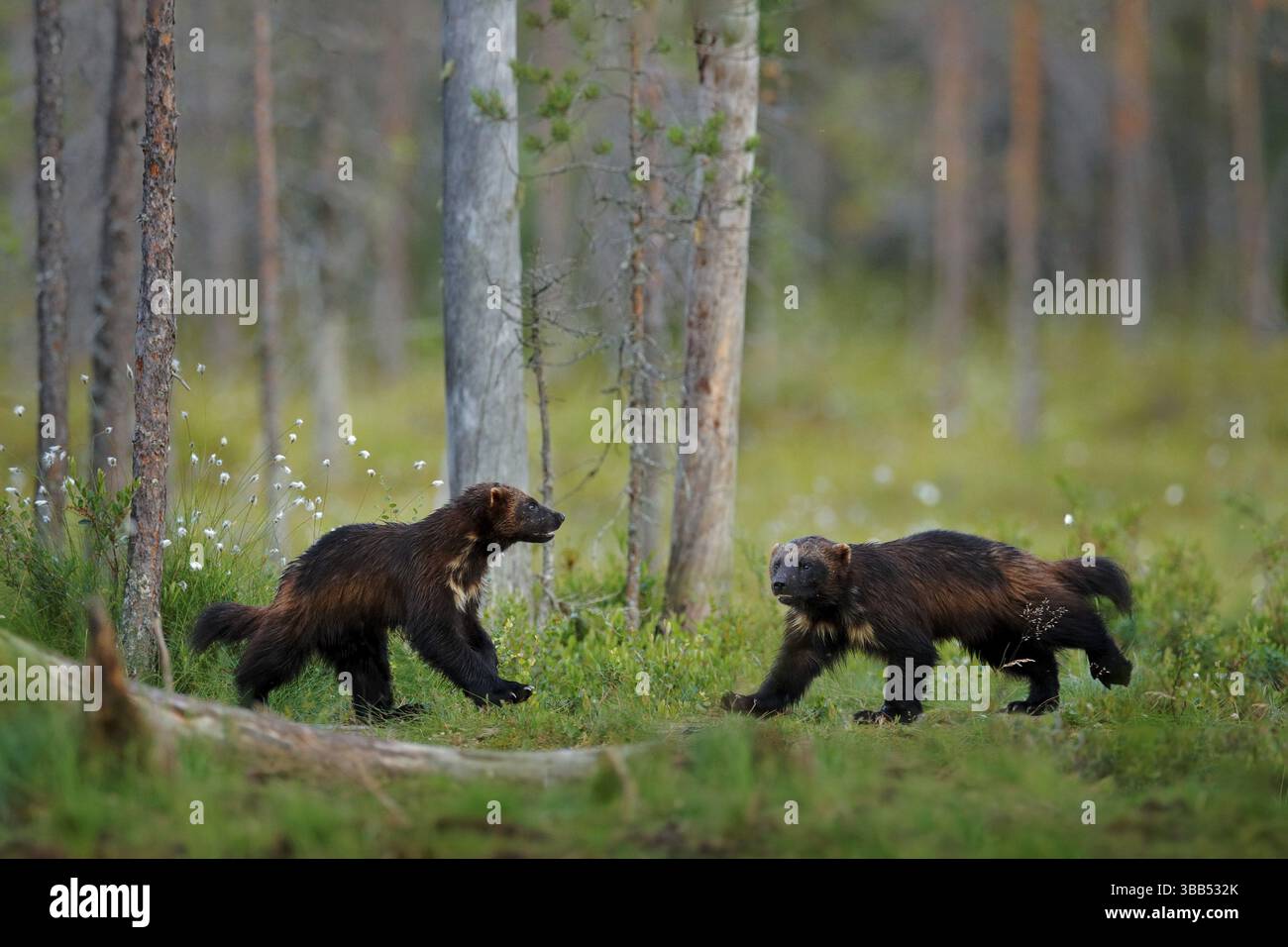 Russia wildlife. Wolverine running with catch in taiga. Wildlife scene ...