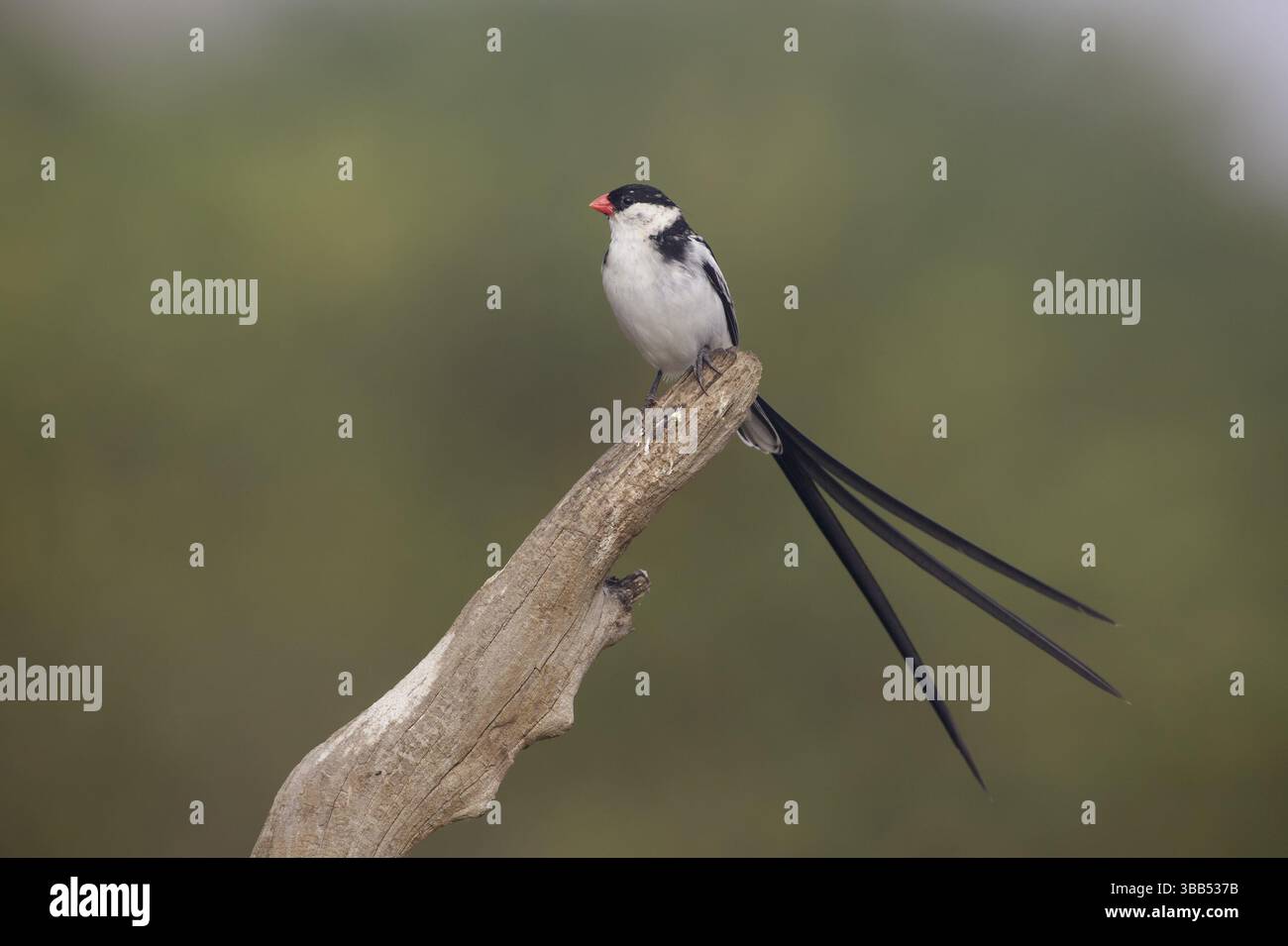 Pin-tailed Whydah (Vidua macroura) male, Eastern Cape, South Africa ...