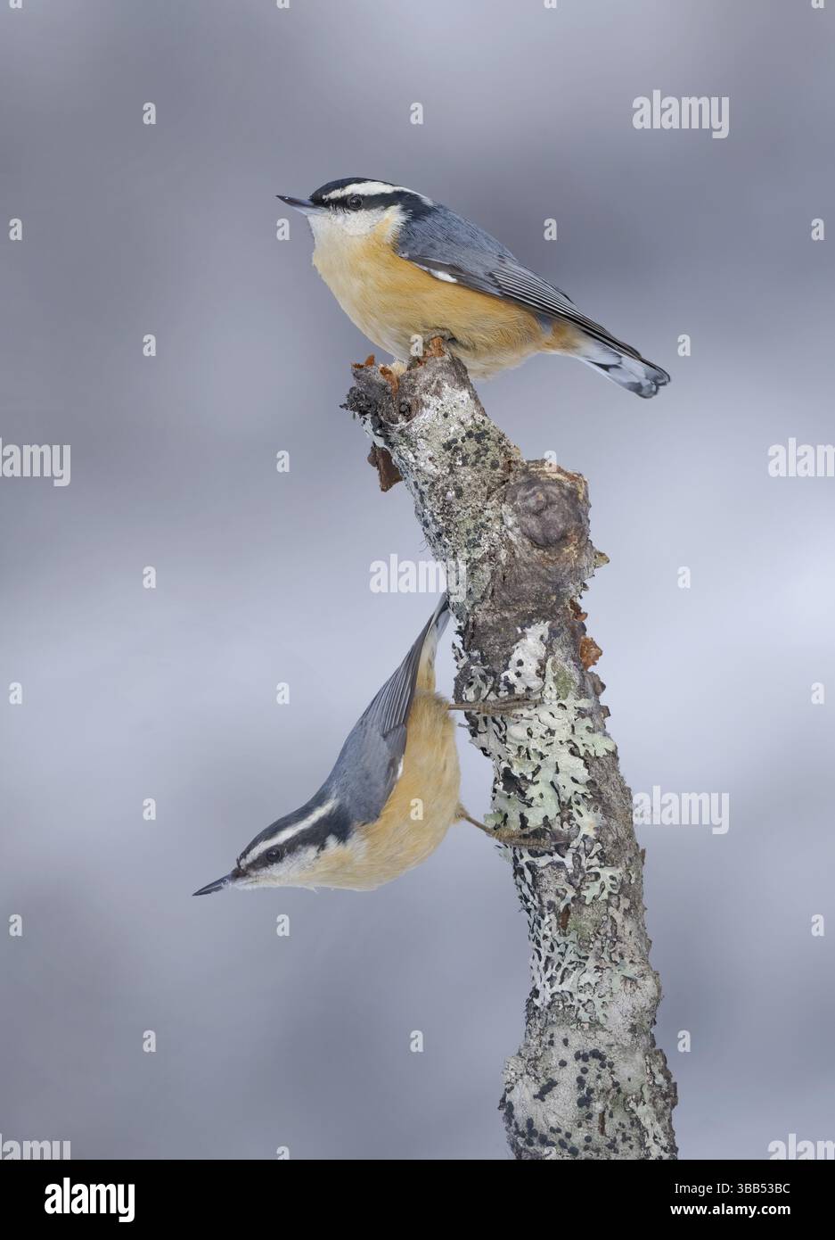 Red-breasted Nuthatch (Sitta canadensis), Alaska, USA, North America ...