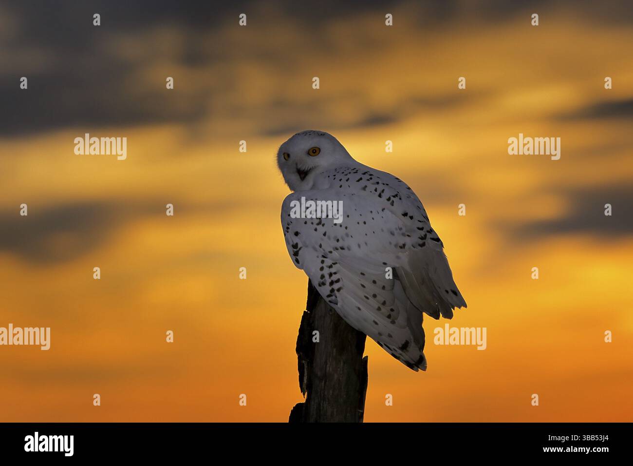 Beautiful sunset sky with flying owl. Snowy owl, Nyctea scandiaca, rare ...