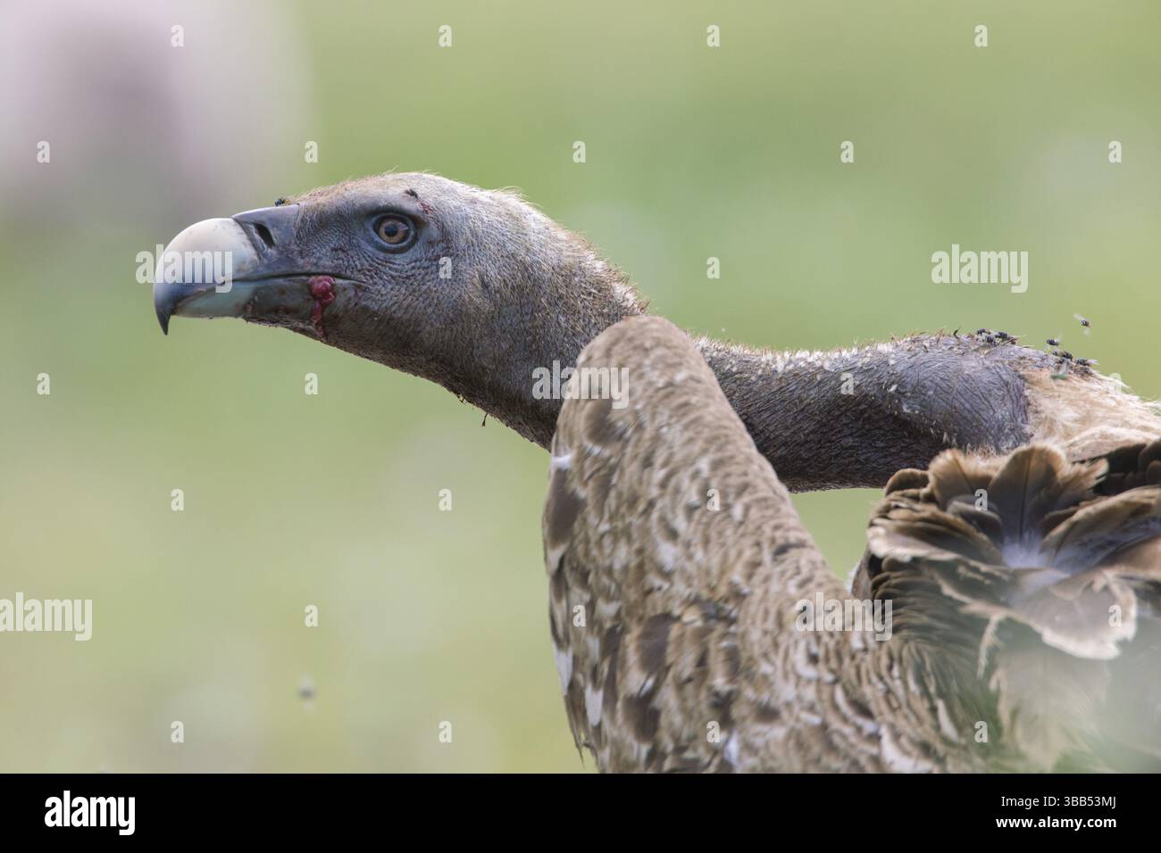 Rueppell's Vulture (Gyps rueppelli), Serengeti, Tanzania, Africa Stock ...