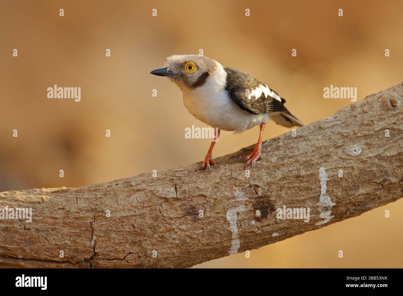 White-crested helmetshrike, Prionops plumatus, bird siting on the tree ...