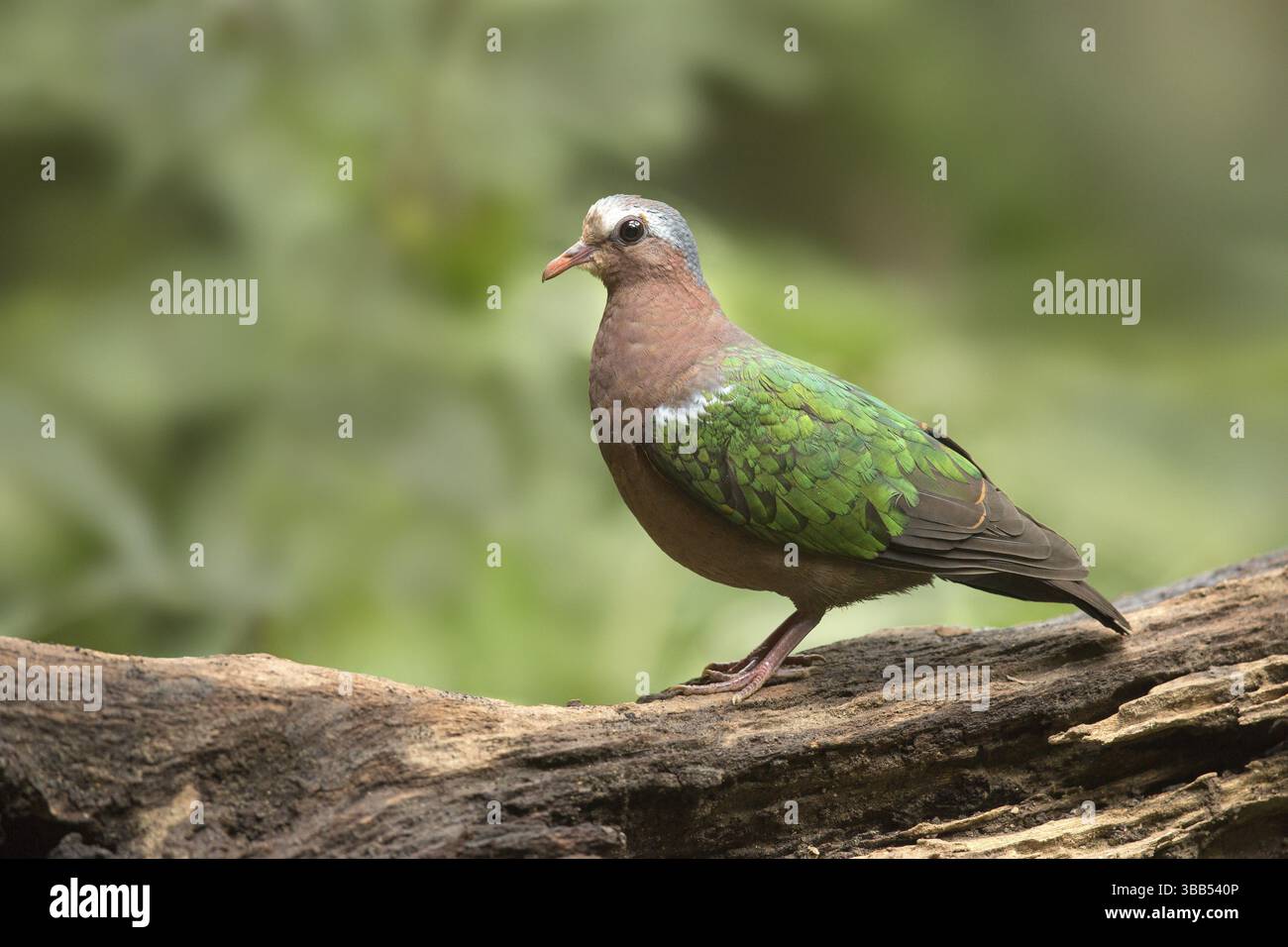 Common Emerald Dove (Chalcophaps indica) perched on a log, Yunnan ...