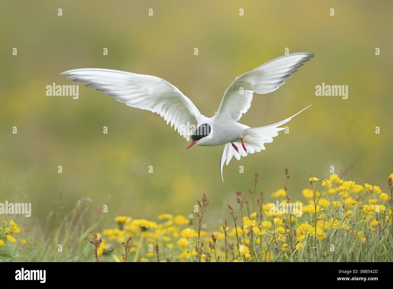 Arctic Tern (Sterna paradisaea) flying over flowering meadow, Iceland ...