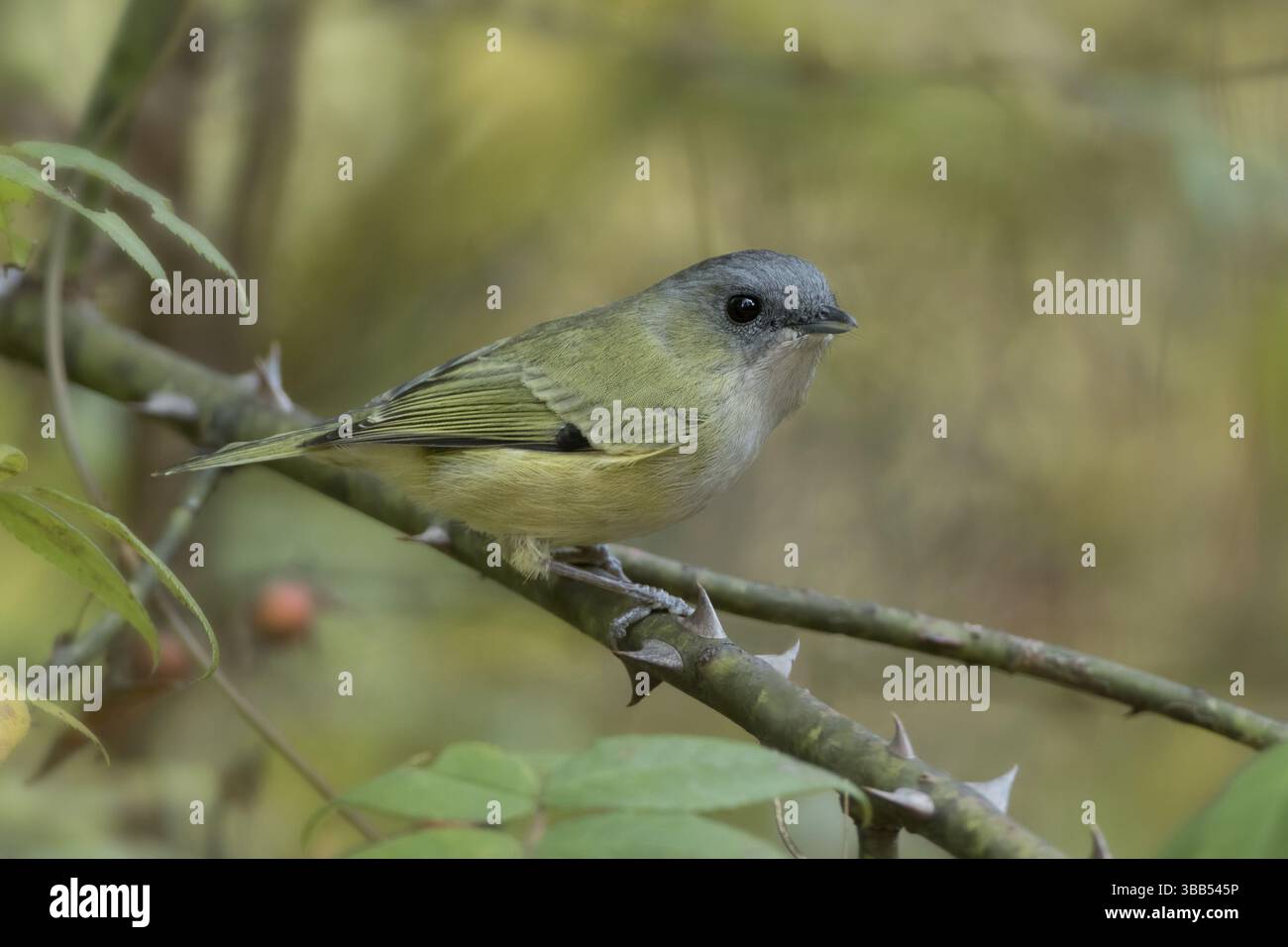 Green Shrike-babbler (Pteruthius xanthochlorus), Bhutan, Asia Stock ...