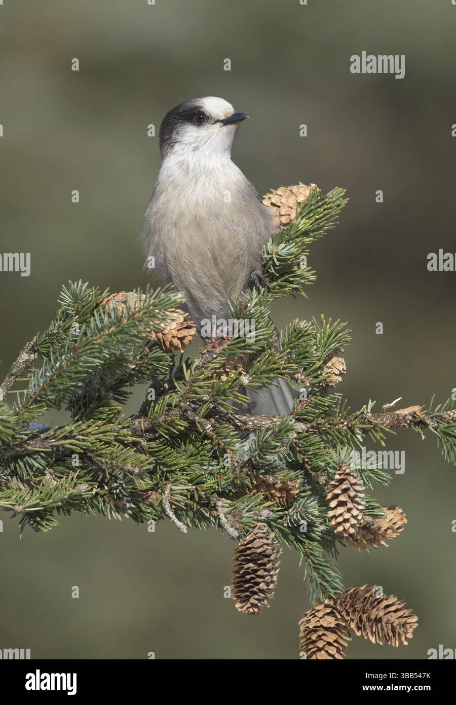 Grey Jay (Perisoreus canadensis), Alaska, USA, North America Stock ...