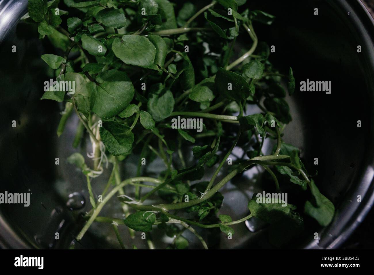 Asuncion, Paraguay, 14th May, 2025. Close up of raw watercress or ...