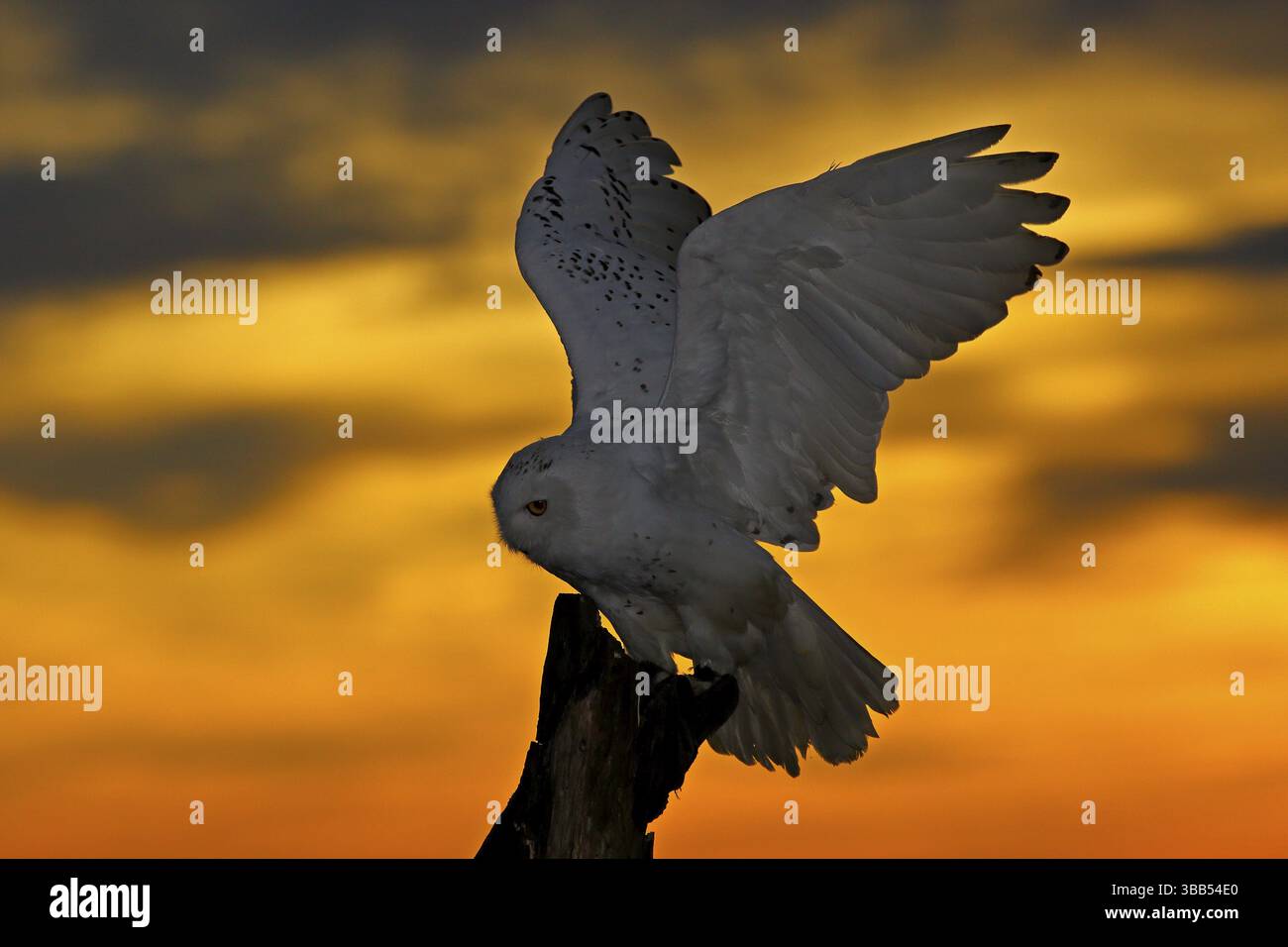 Beautiful sunset sky with flying owl. Snowy owl, Nyctea scandiaca, rare ...