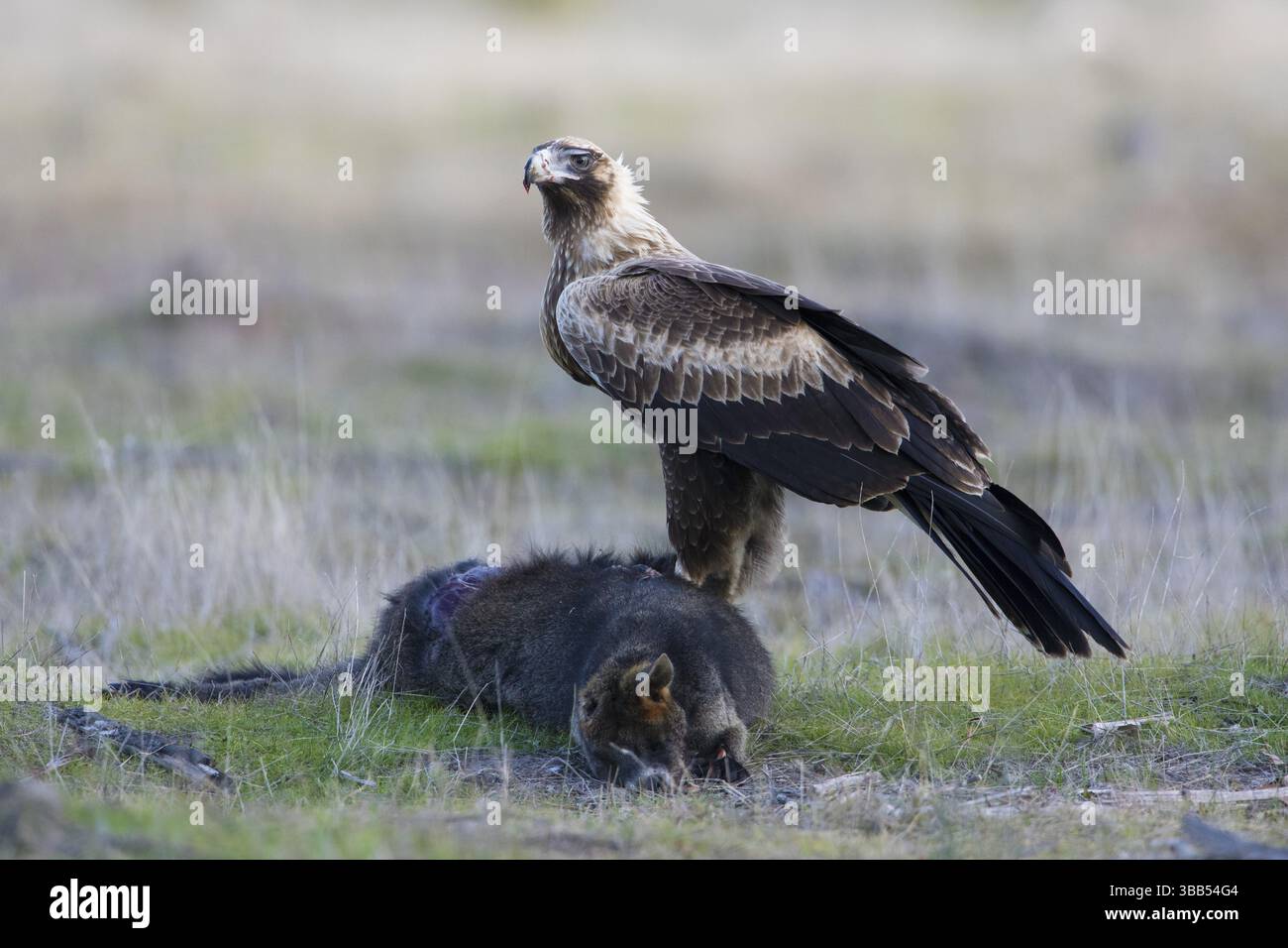 Wedge-tailed Eagle (Aquila audax) juvenile on the carcass of a Swamp ...