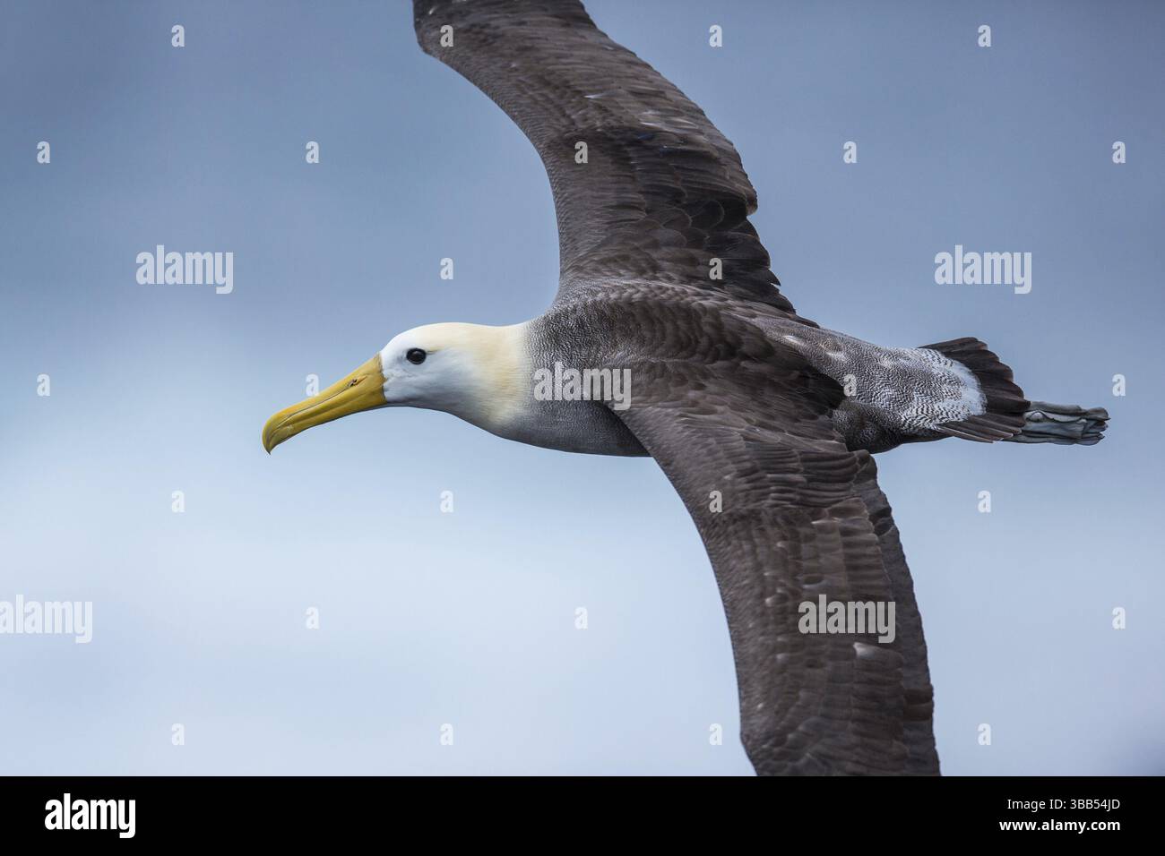 Waved Albatross (Phoebastria irrorata) flying, Galapagos, Ecuador ...