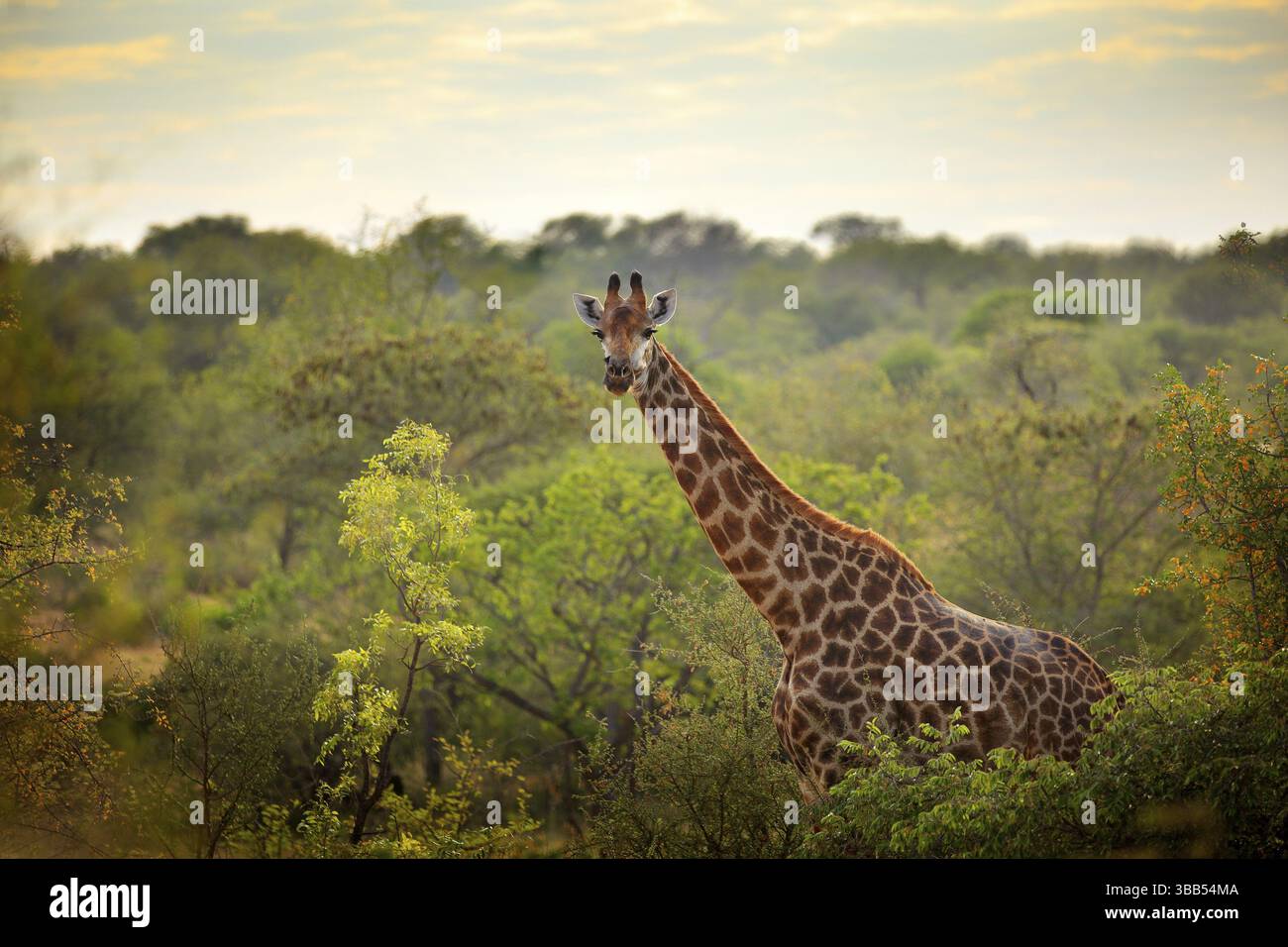 Giraffe and morning sunrise. Green vegetation with animal portrait ...