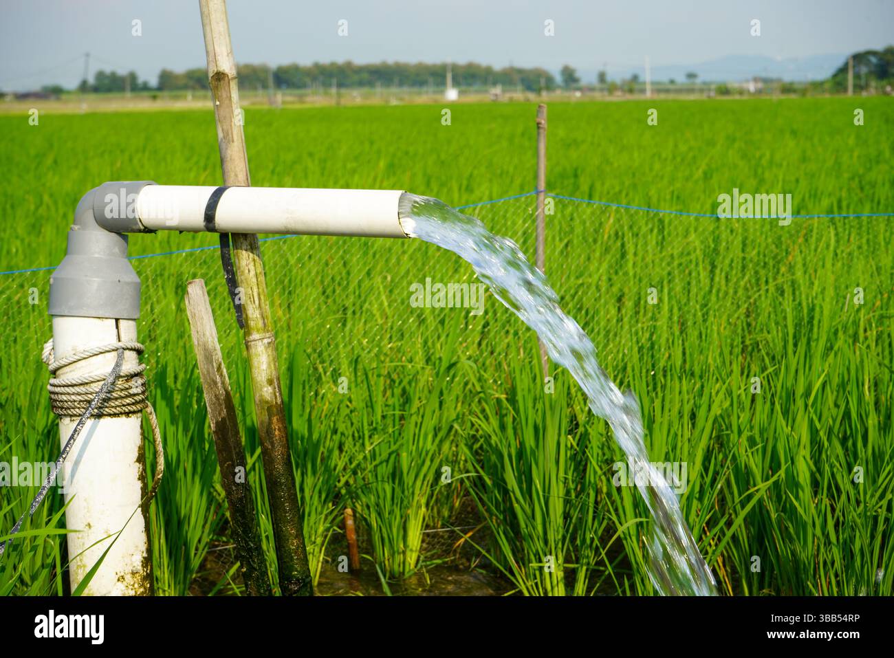Irrigation of rice fields using pump wells with the technique of ...