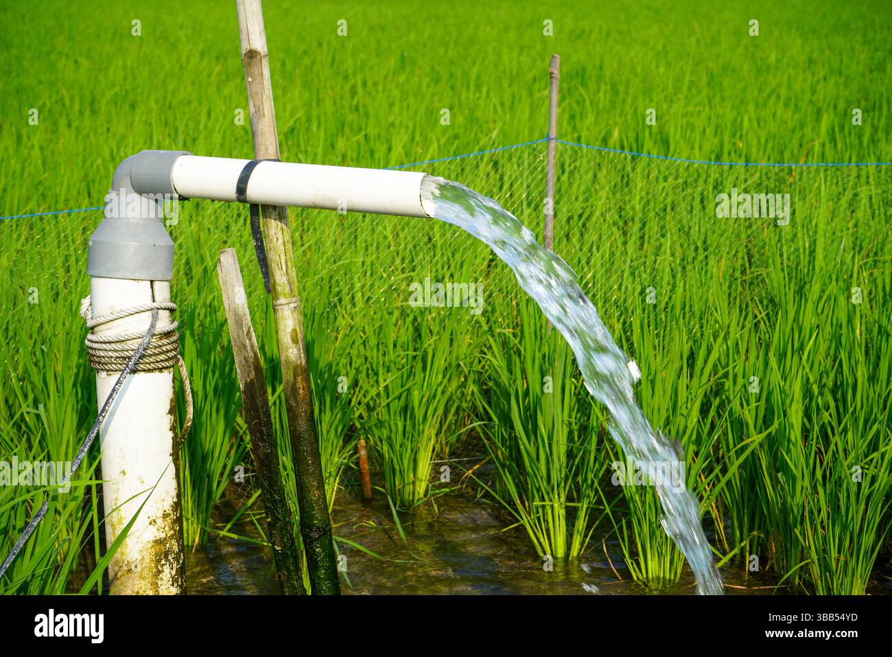 Irrigation of rice fields using pump wells with the technique of ...