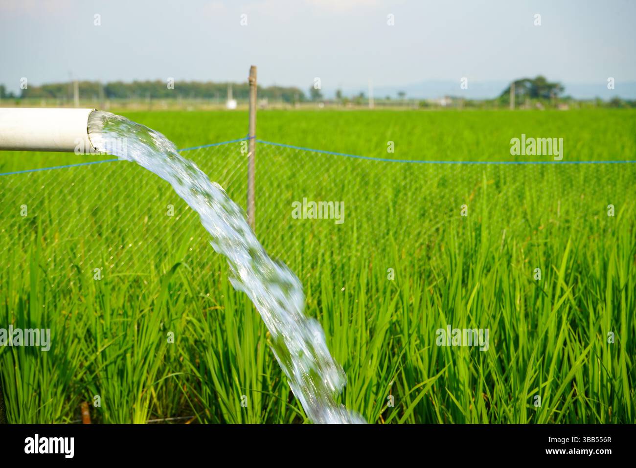 Irrigation of rice fields using pump wells with the technique of ...