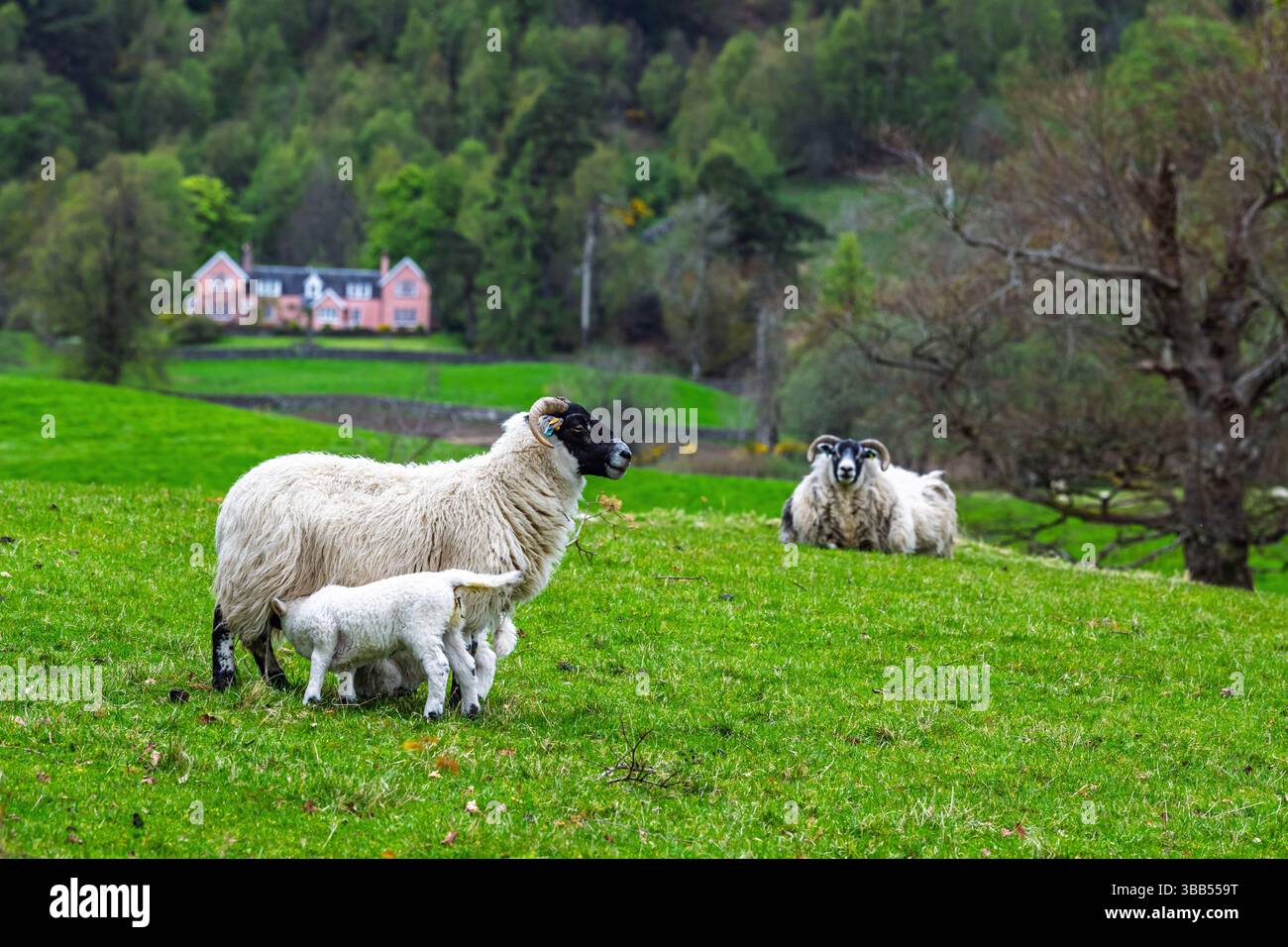 Sheep, West Highlands Farms, Scotland, UK Stock Photo - Alamy