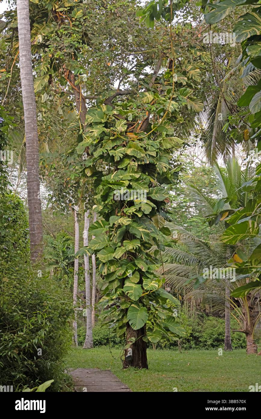 Lush tropical vines climbing tall tree in green forest in daylight ...