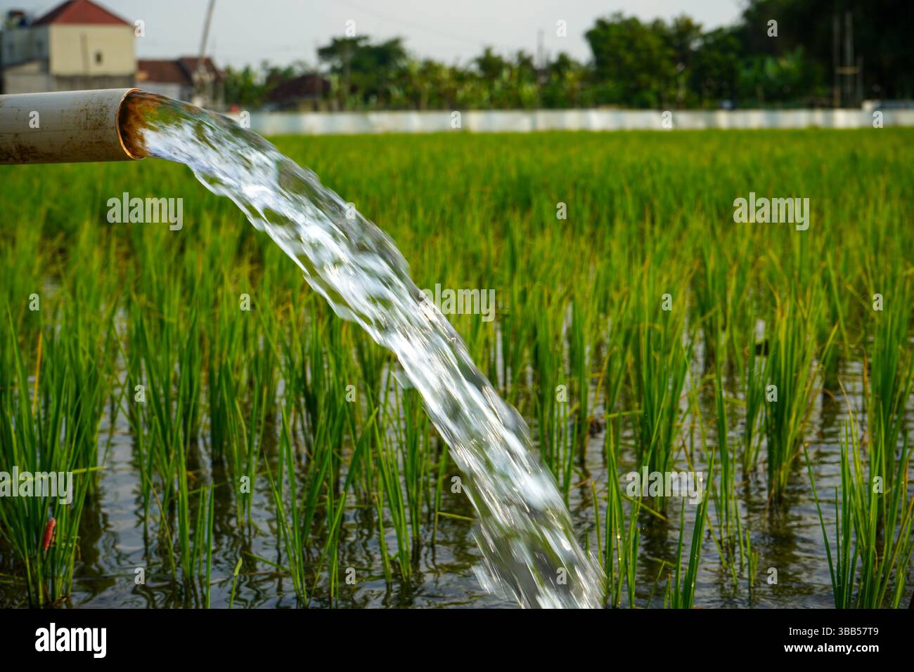 Irrigation of rice fields using pump wells with the technique of ...