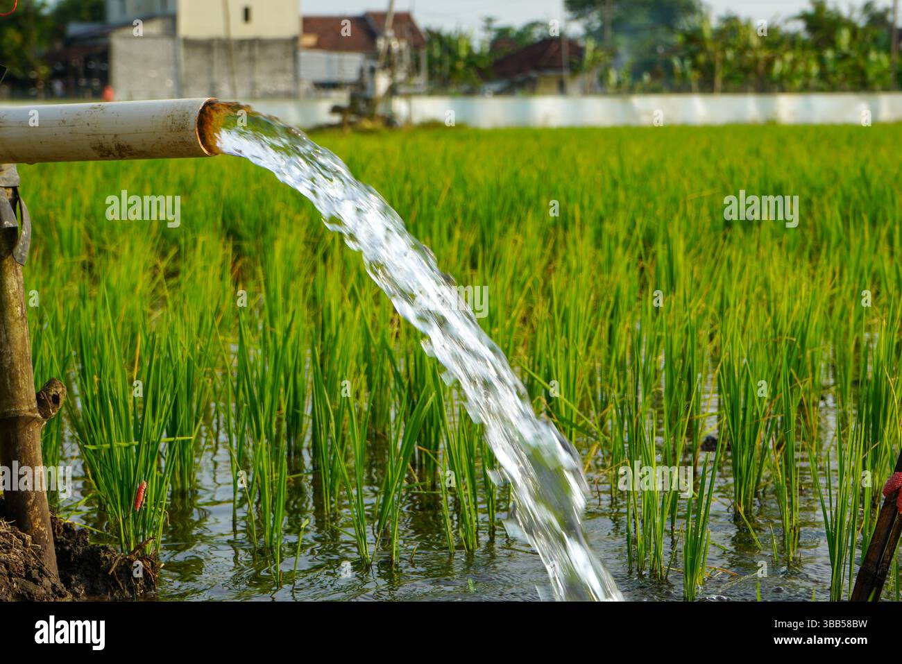 Irrigation of rice fields using pump wells with the technique of ...