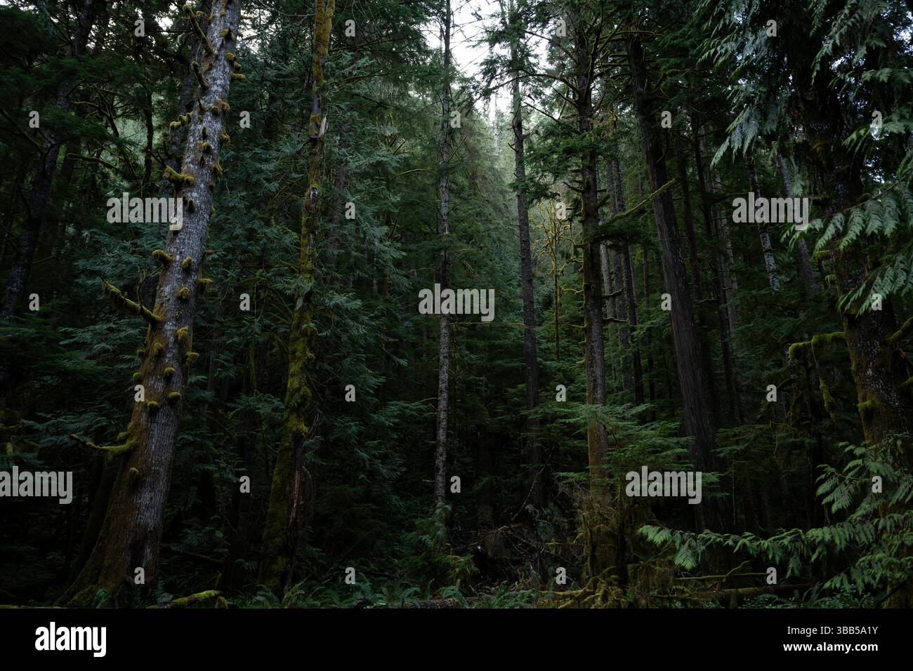A moody, moss-covered forest scene in Olympic National Park. Towering ...