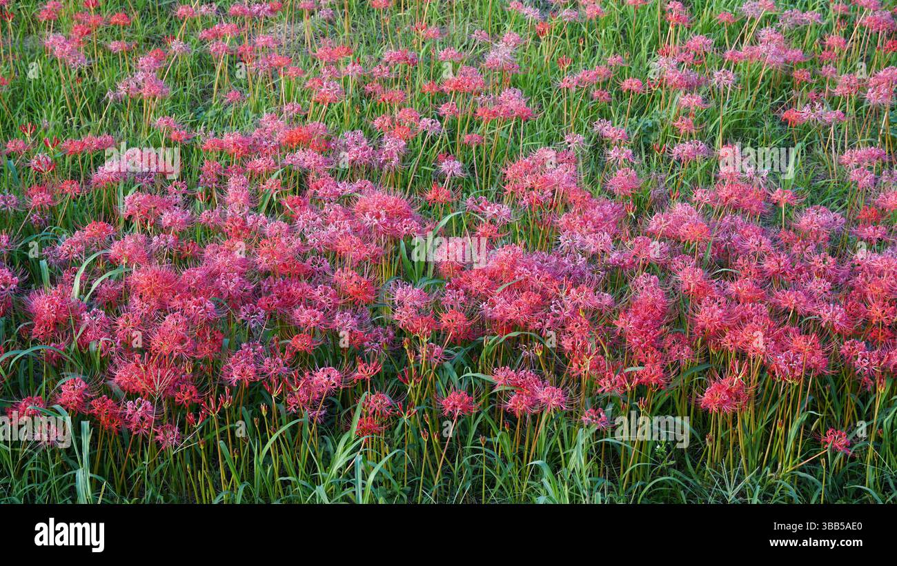 Red Spider Lily (Higanbana) — Japan’s Autumn Bloom Stock Photo - Alamy